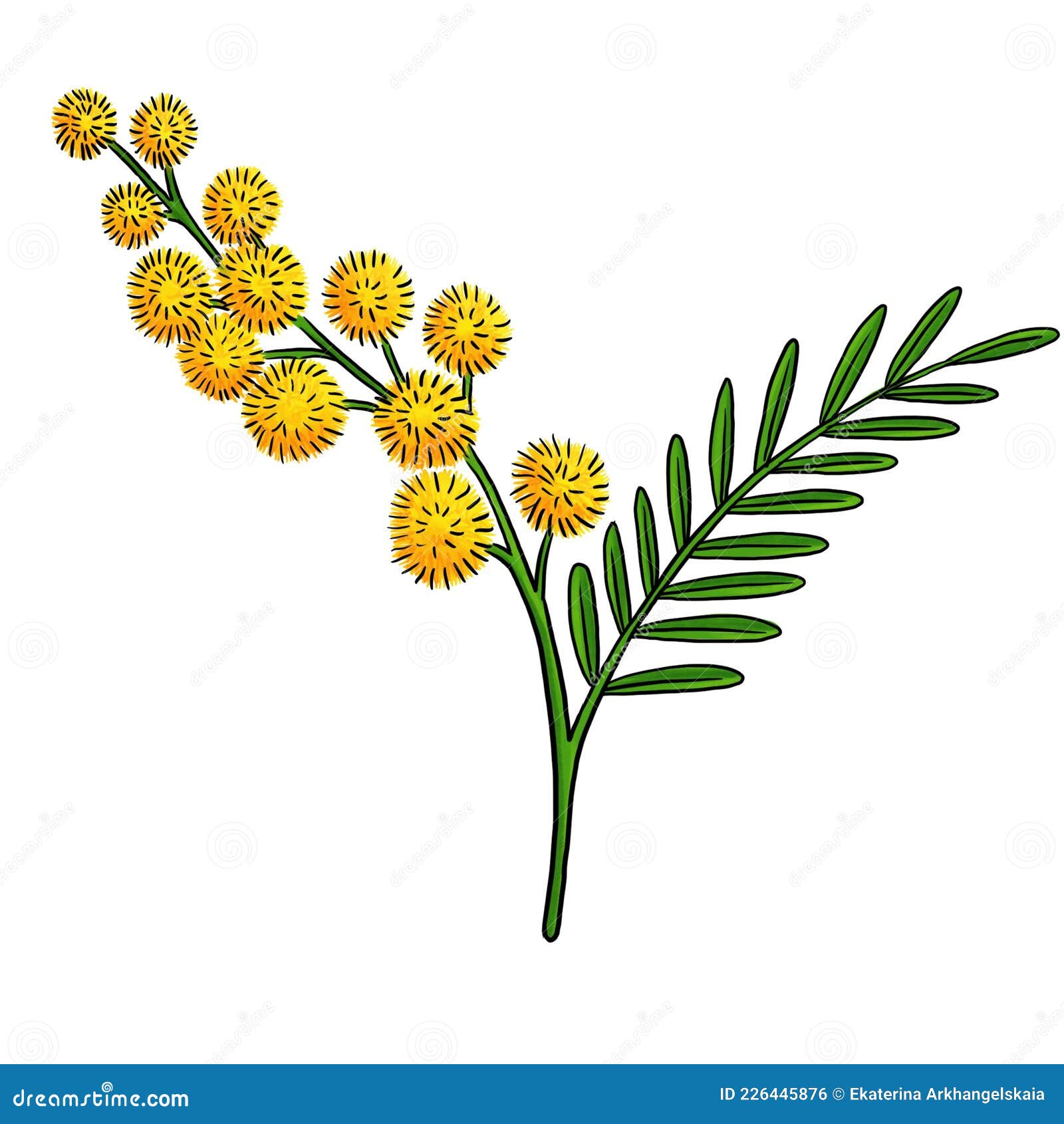 Drawing Flower Of Mimosa Isolated At White Background Royalty-Free ...