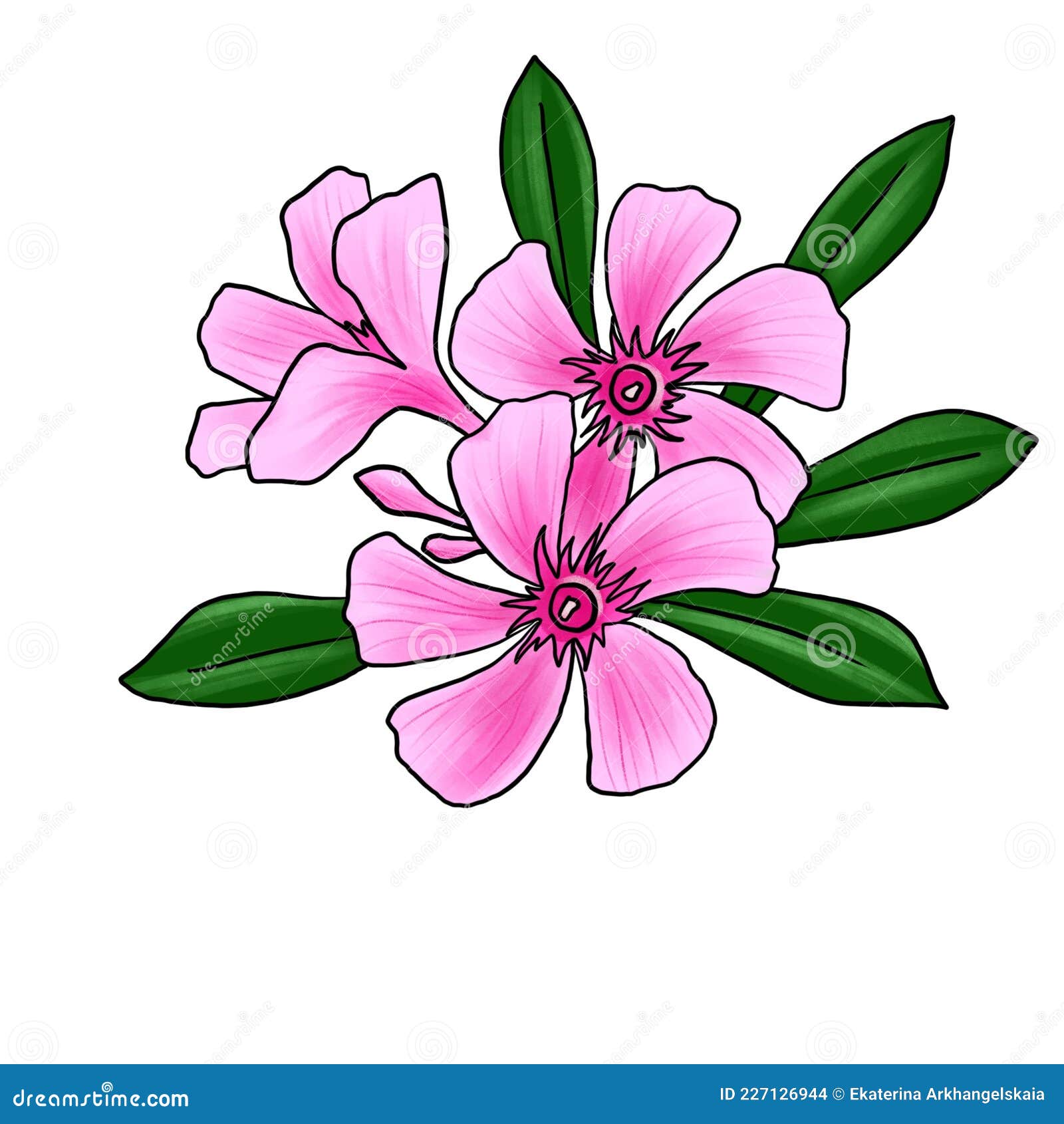 Oleander Flower Drawing Oleander Flowers Painting By MotionAge Designs