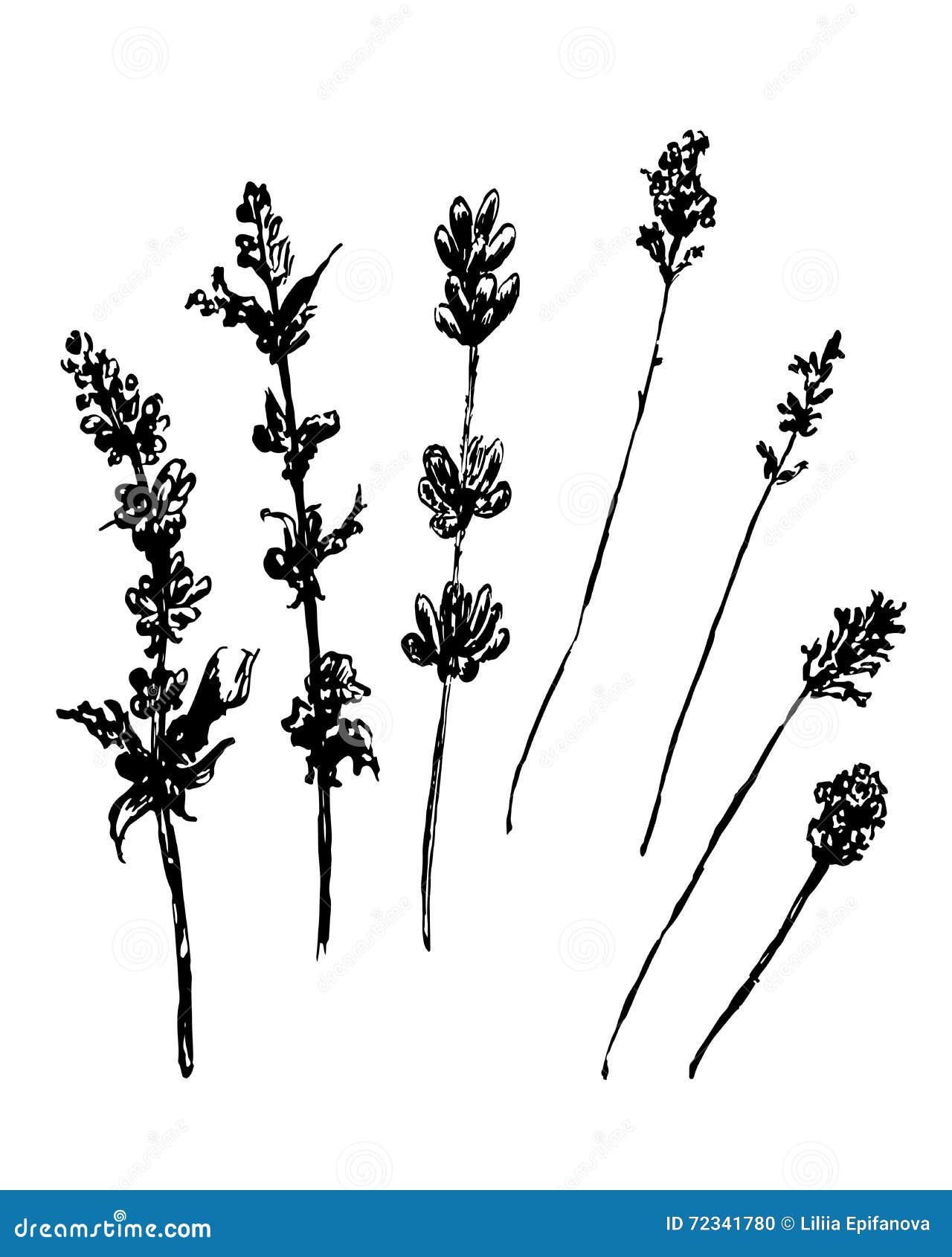 Drawing Forest Grasses, Set Of Illustration | CartoonDealer.com #72341780