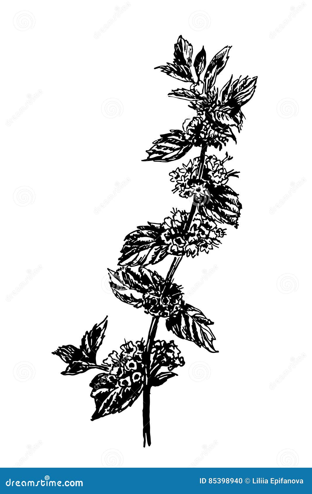 Nettle Hand Drawn Realistic Sketch Vector Illustration | CartoonDealer ...