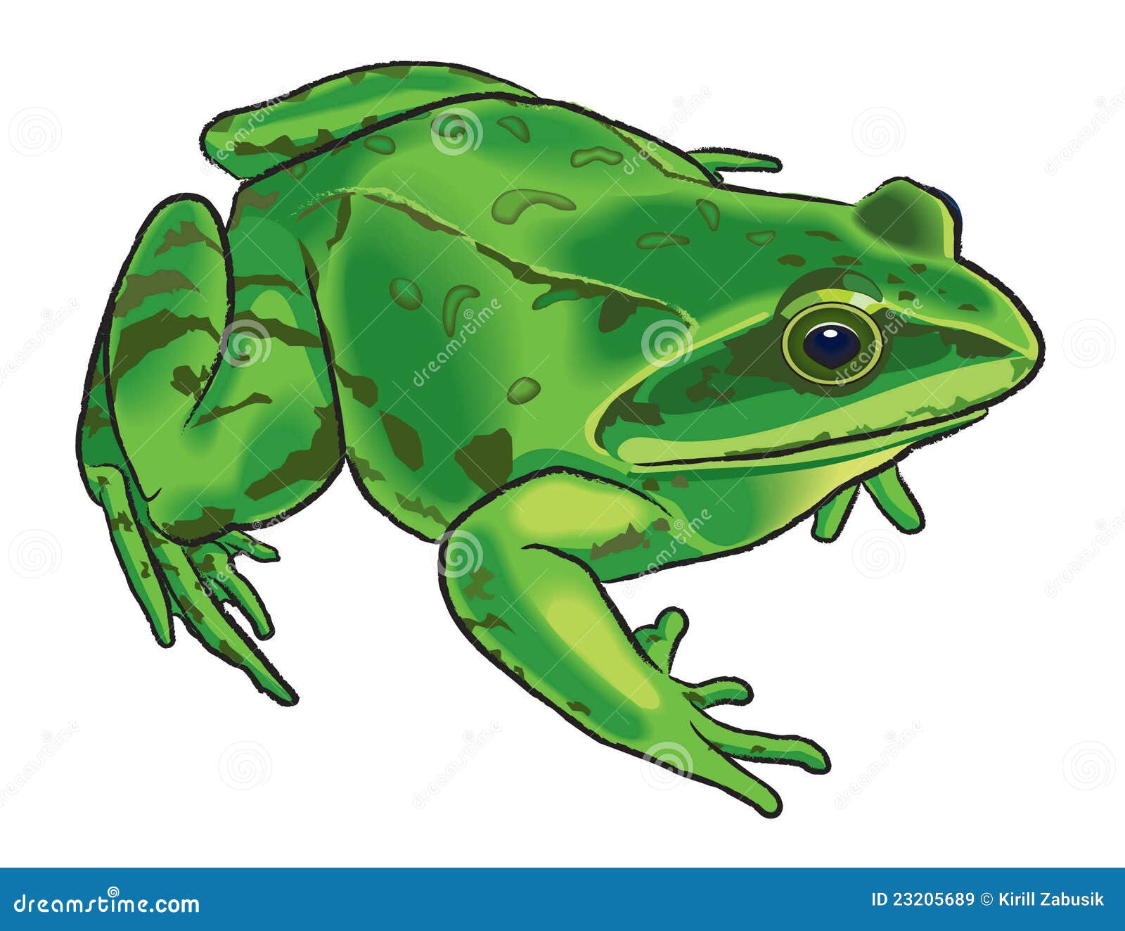 Drawing of a frog stock vector. Illustration of fauna - 23205689