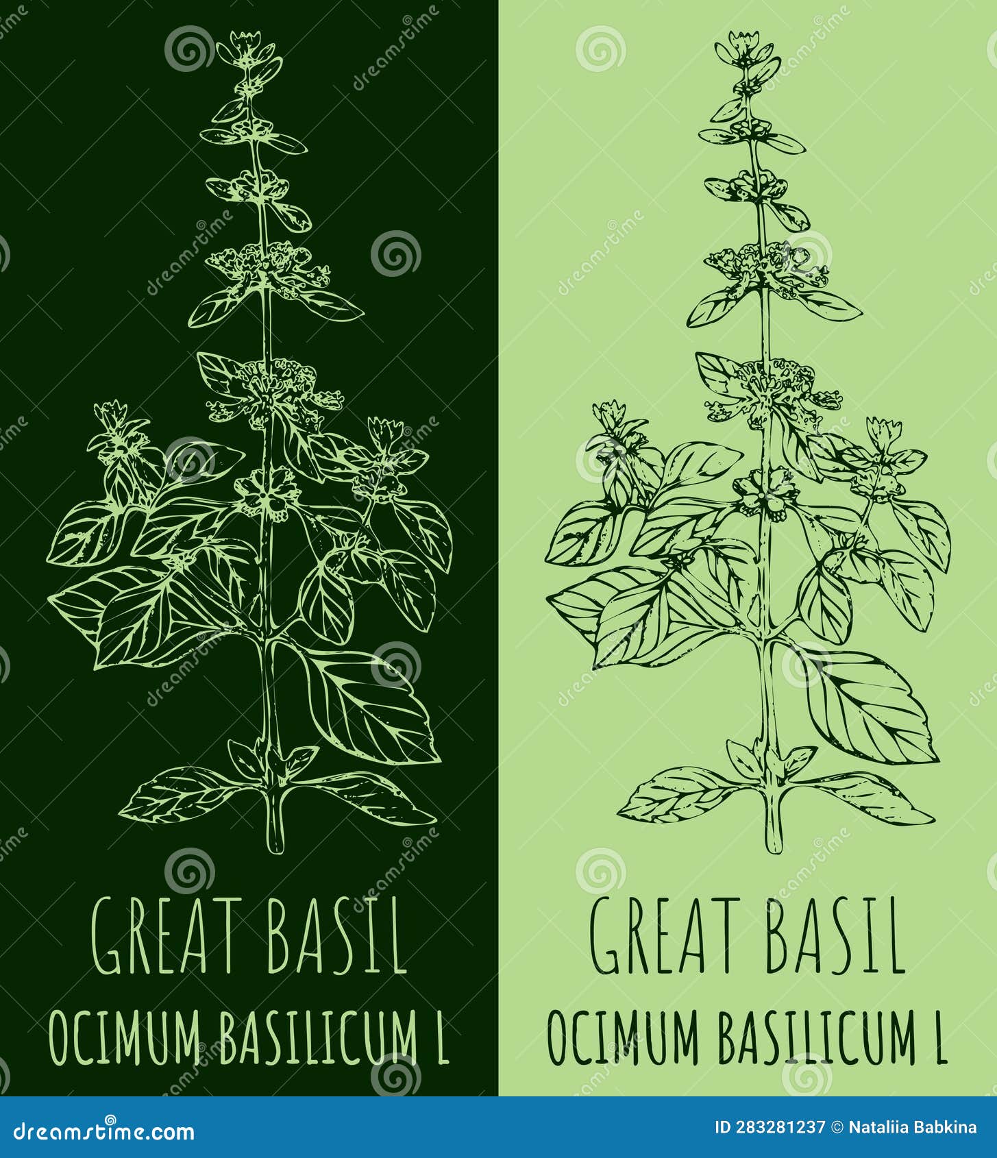 Drawing GREAT BASIL. Hand Drawn Illustration Stock Illustration ...