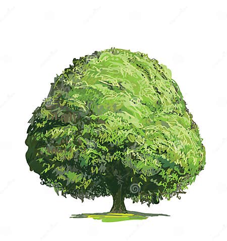 Drawing of Green Tree stock vector. Illustration of full - 14988358