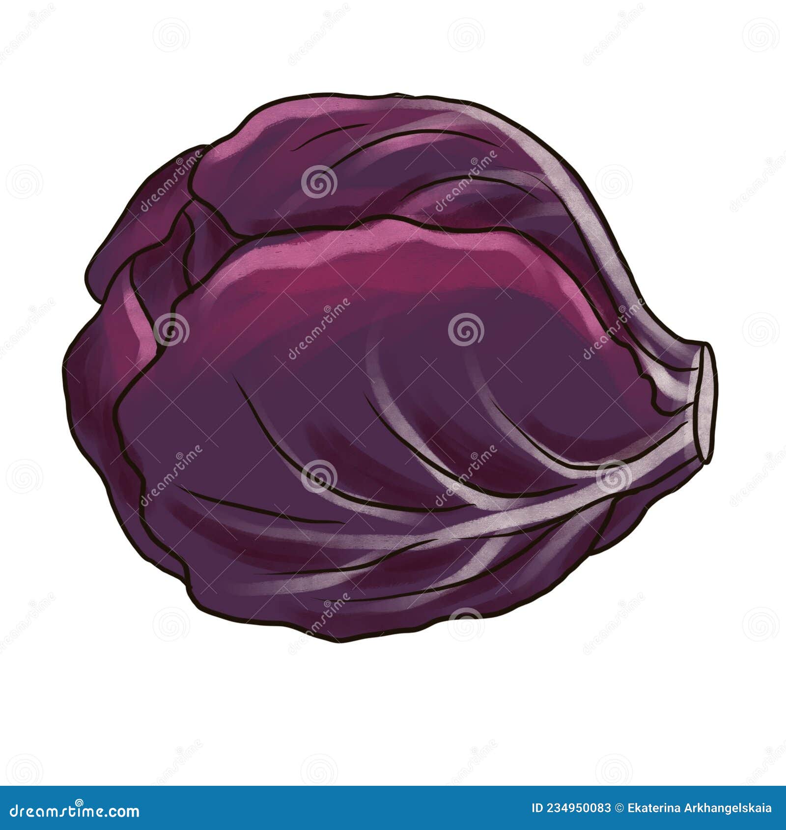 Drawing Head of Red Cabbage Stock Illustration - Illustration of herb ...