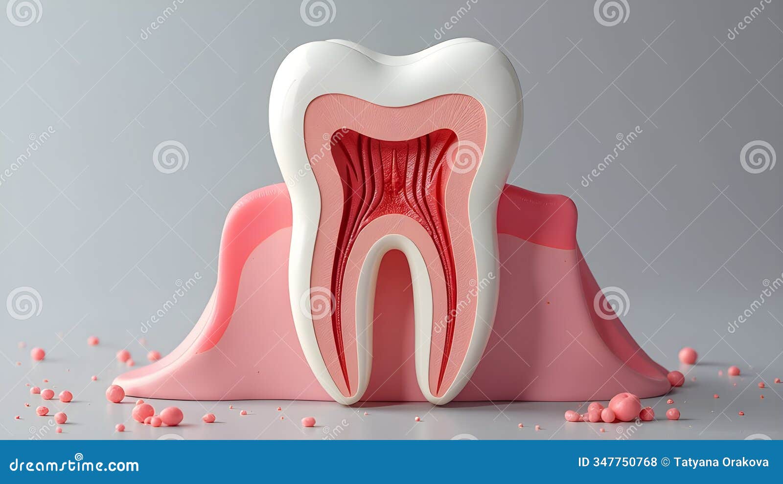 Drawing of the Internal Structure of a Tooth. Stock Photo - Image of ...