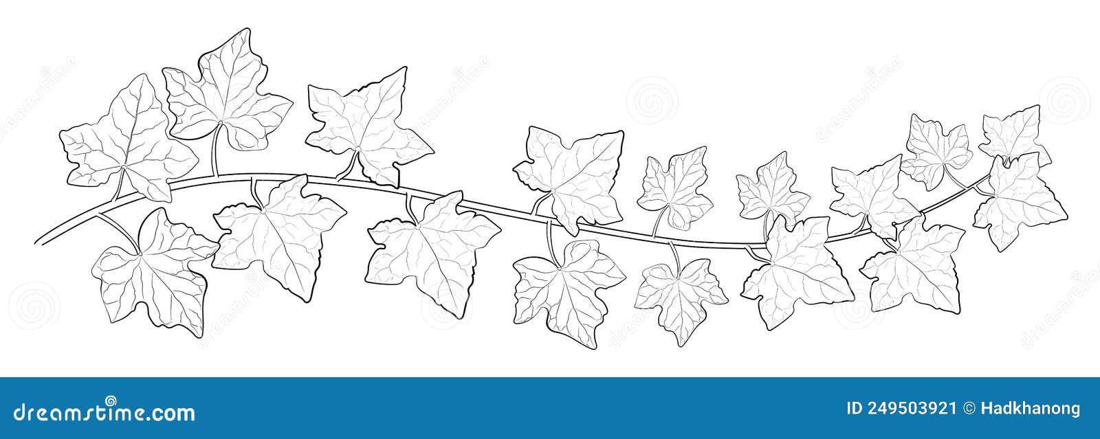 Drawing of ivy leaves stock vector. Illustration of drawing - 249503921