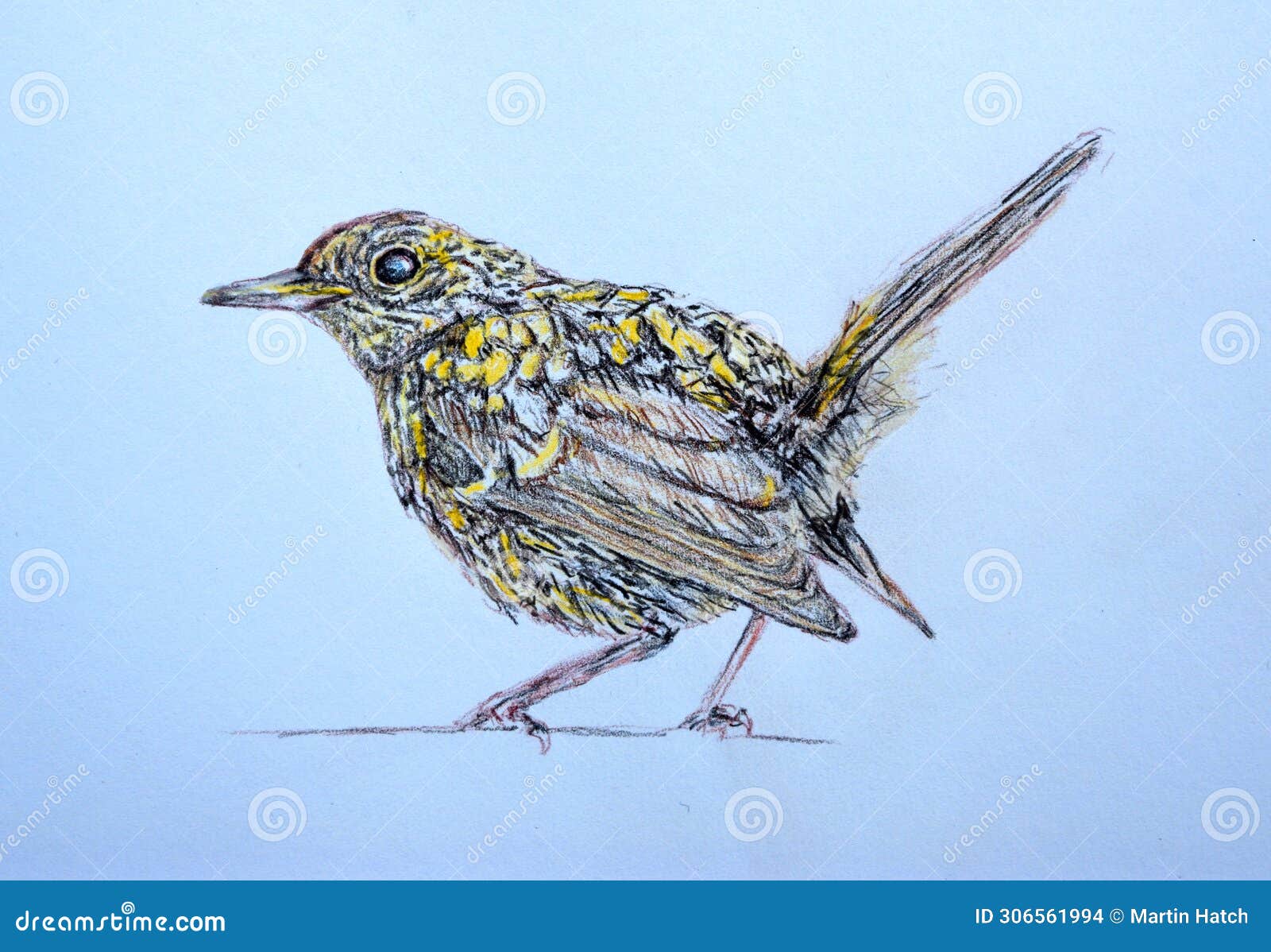 Drawing of Juvenile Robin White Background Stock Photo - Image of bird ...