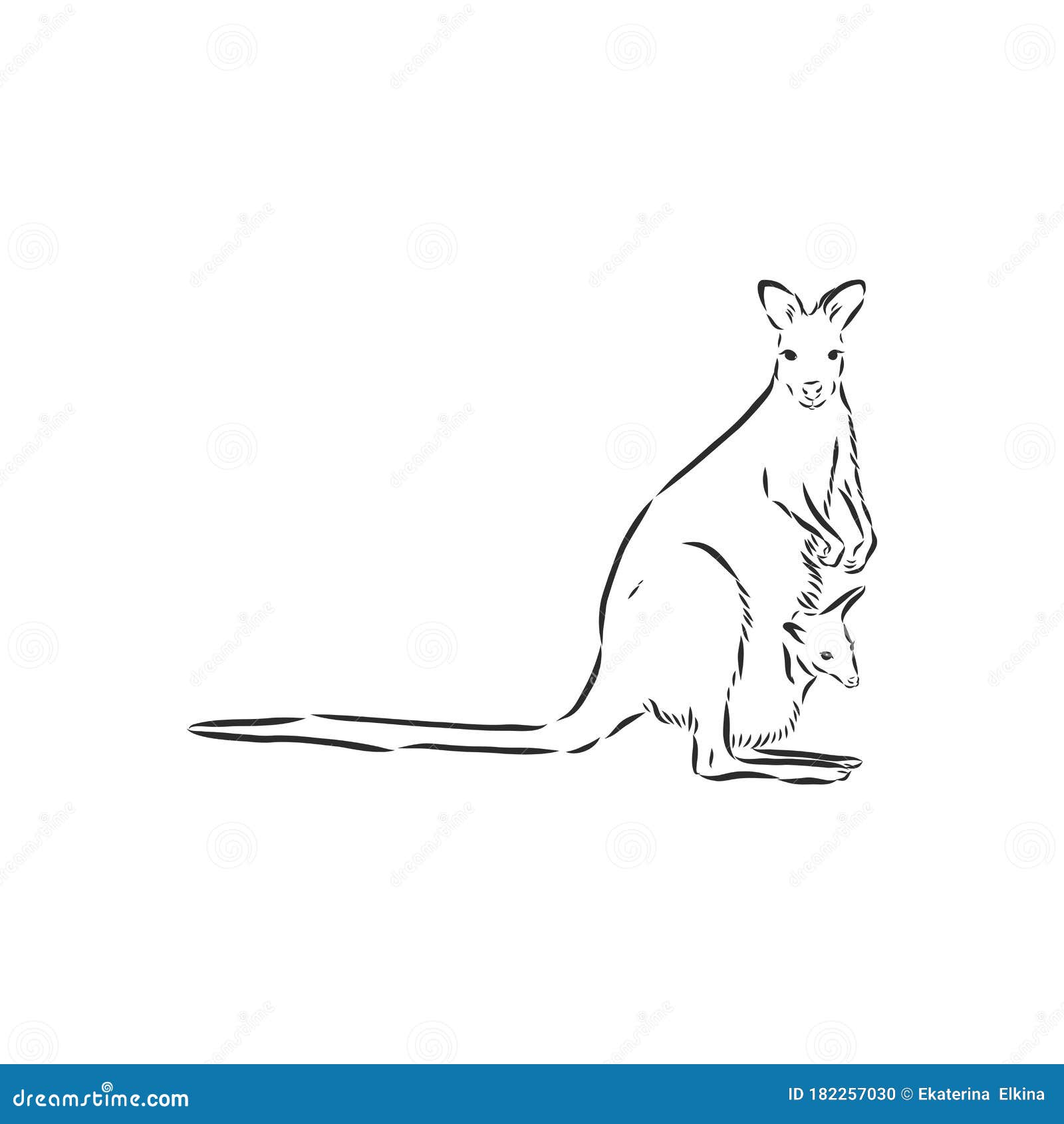 Drawing of a Kangaroo. Vector Illustration. Kangaroo Vector Sketch ...