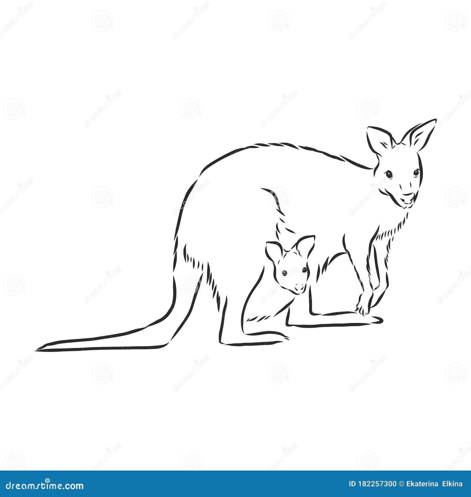 Drawing of a Kangaroo. Vector Illustration. Kangaroo Vector Sketch ...