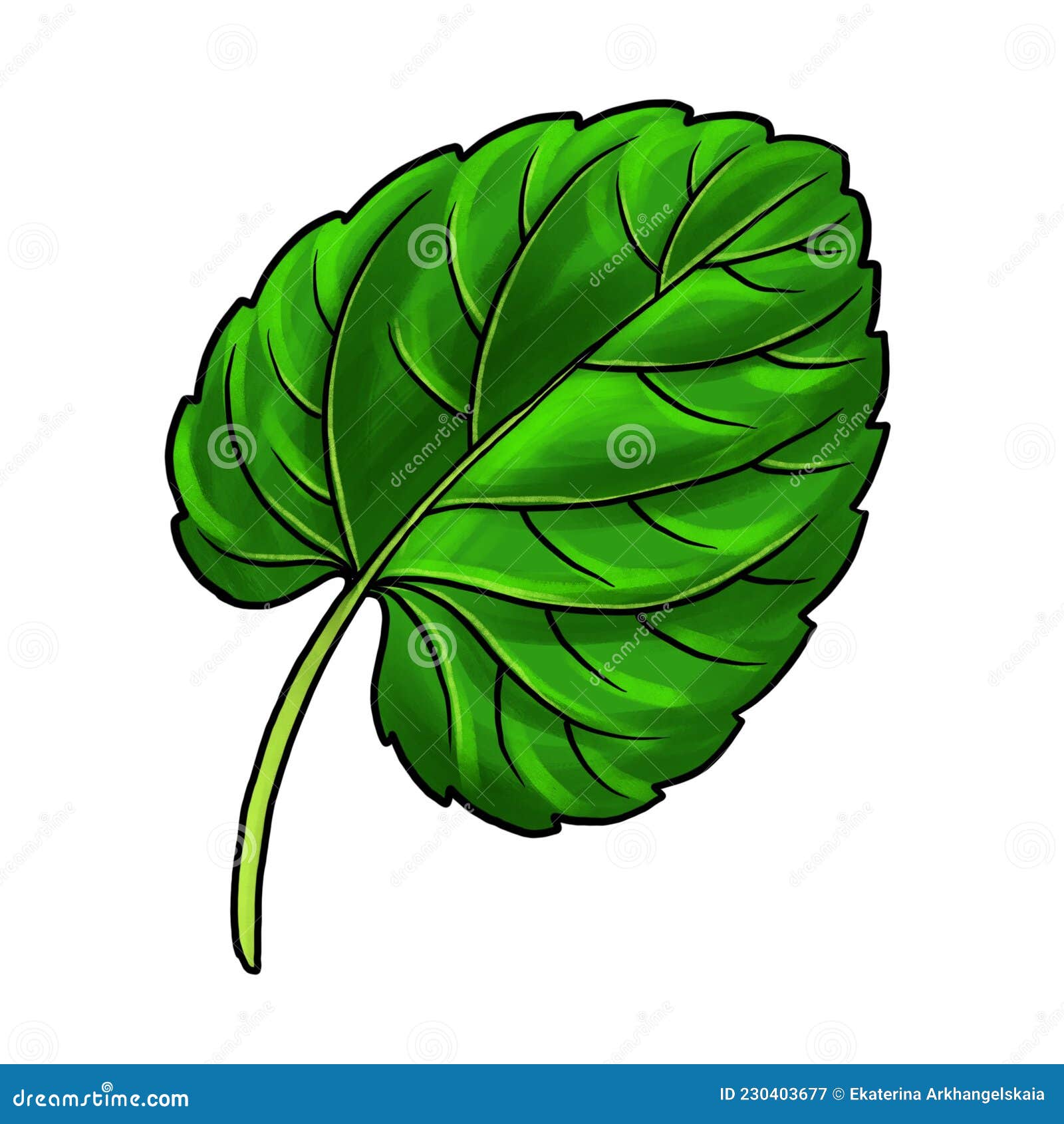Drawing Leaf of Viola Isolated at White Background Stock Illustration ...