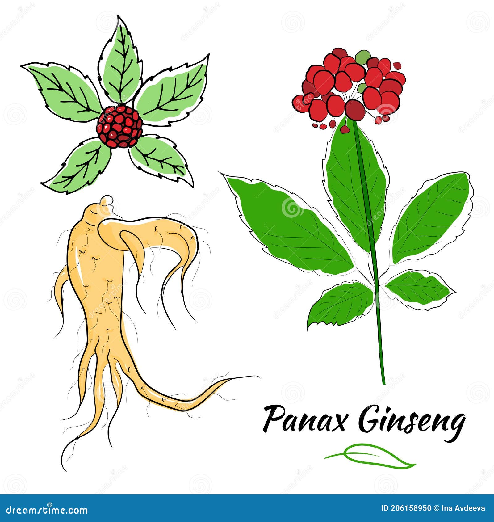 Drawing of Leaves and Root of Ginseng Stock Vector - Illustration of ...
