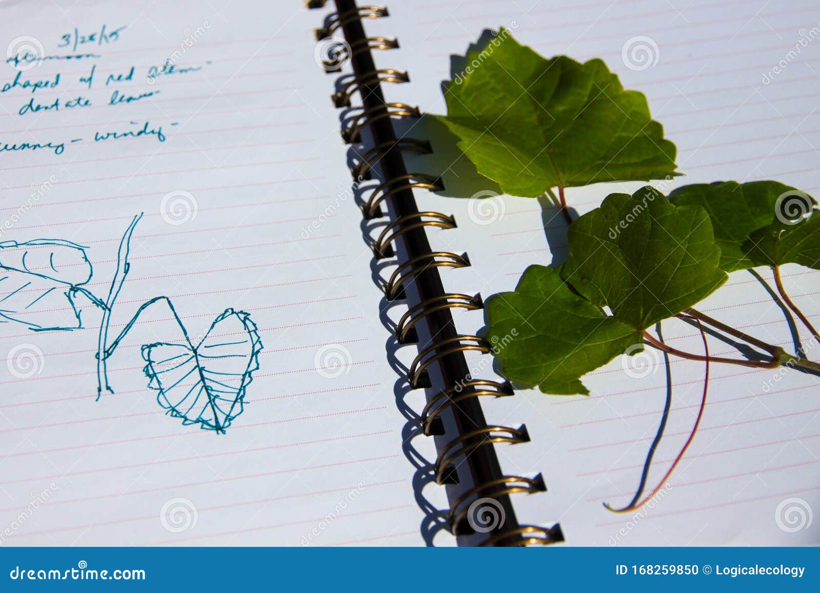 Drawing Leaves and Taking Notes in a Nature Journal Stock Photo - Image ...