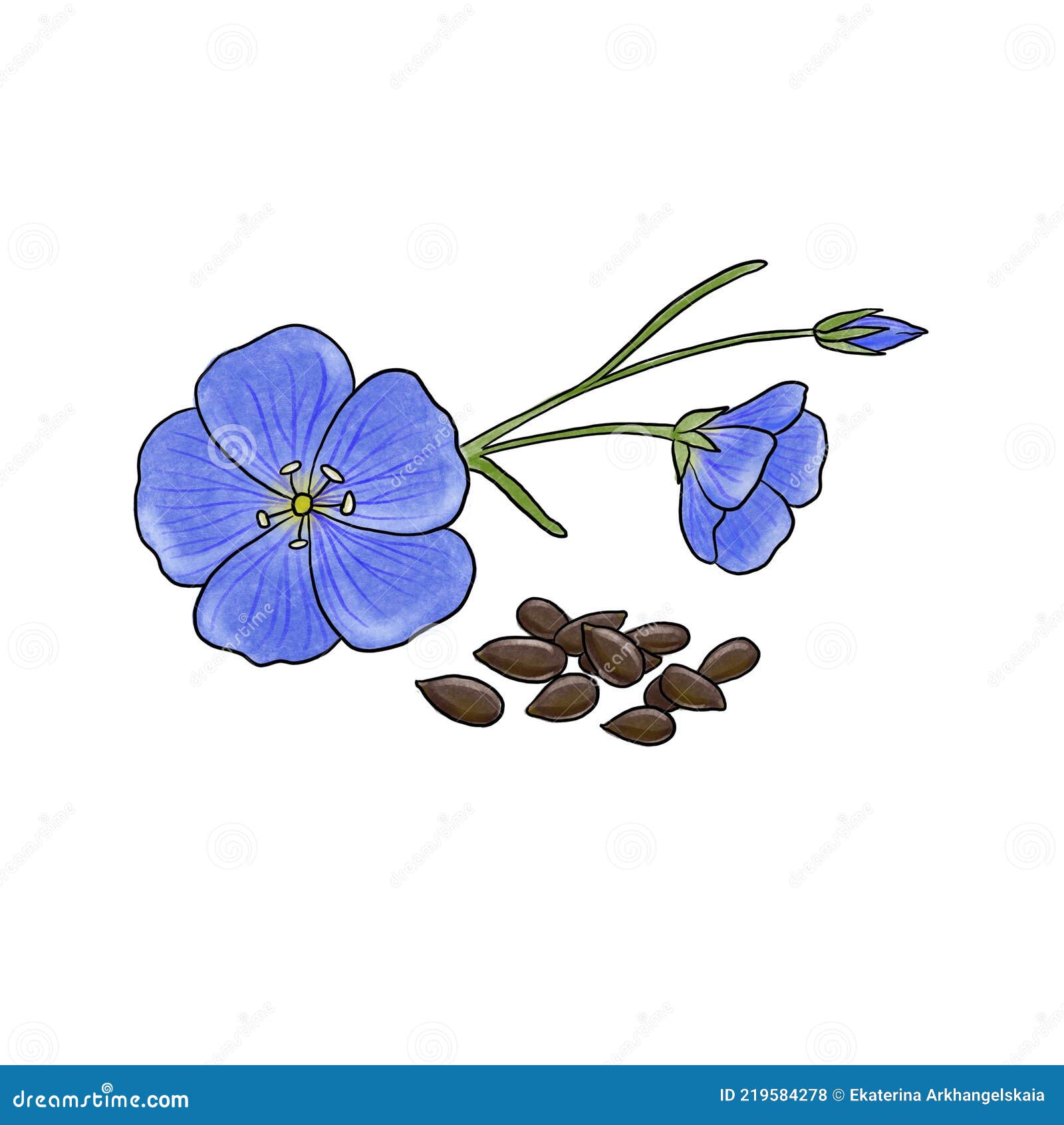 Drawing Linseeds and Flower Stock Illustration - Illustration of health ...