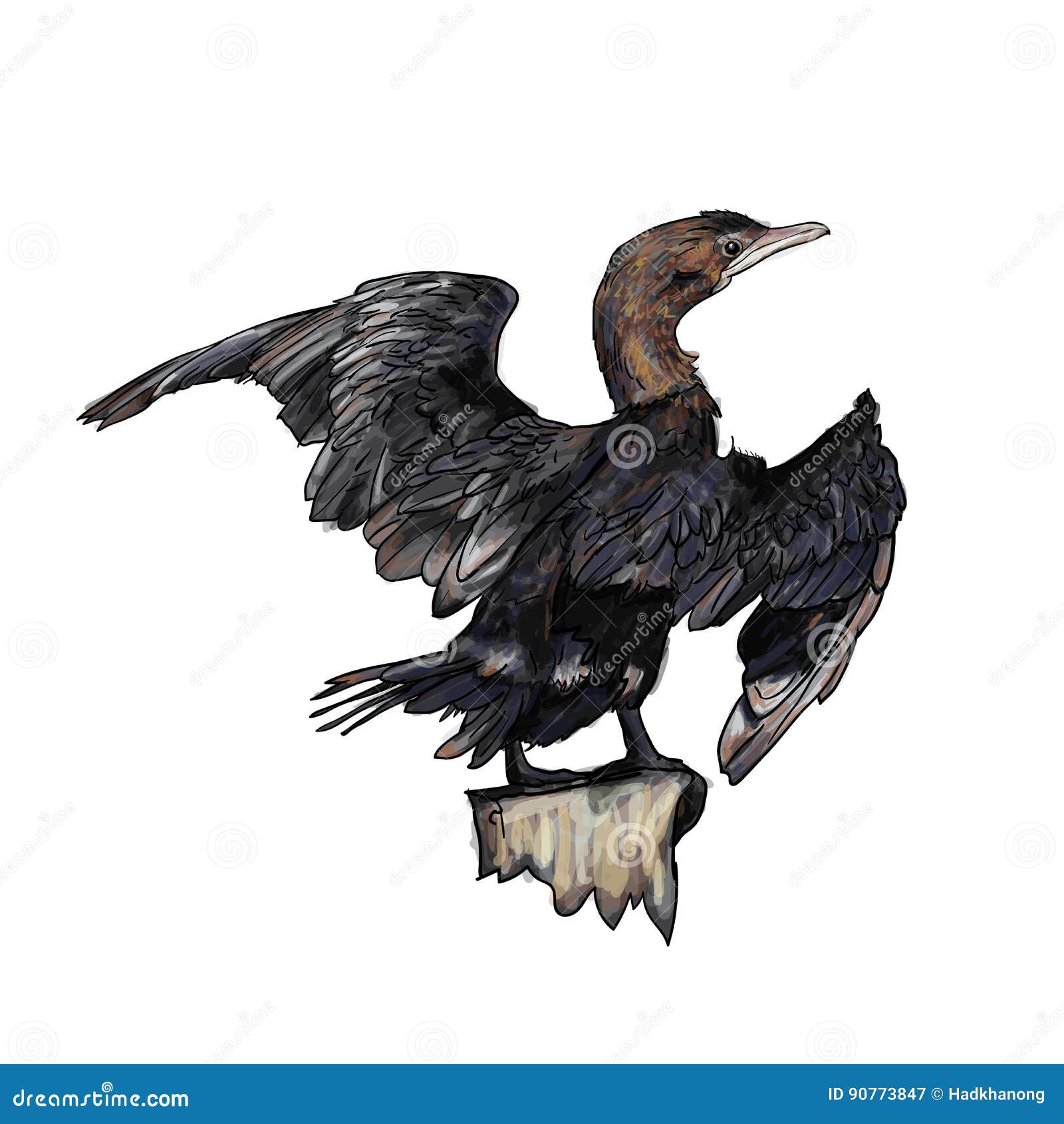 Drawing of Little Cormorant Bird Stock Vector - Illustration of beak ...