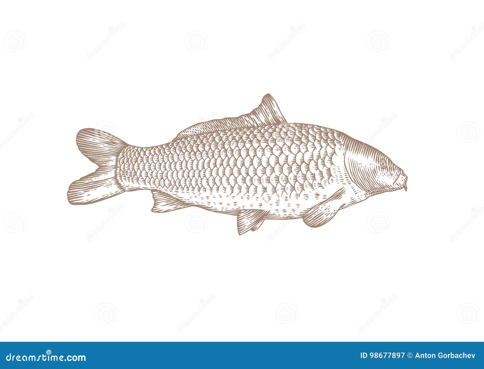 Drawing of live carp stock vector. Illustration of gravure - 98677897