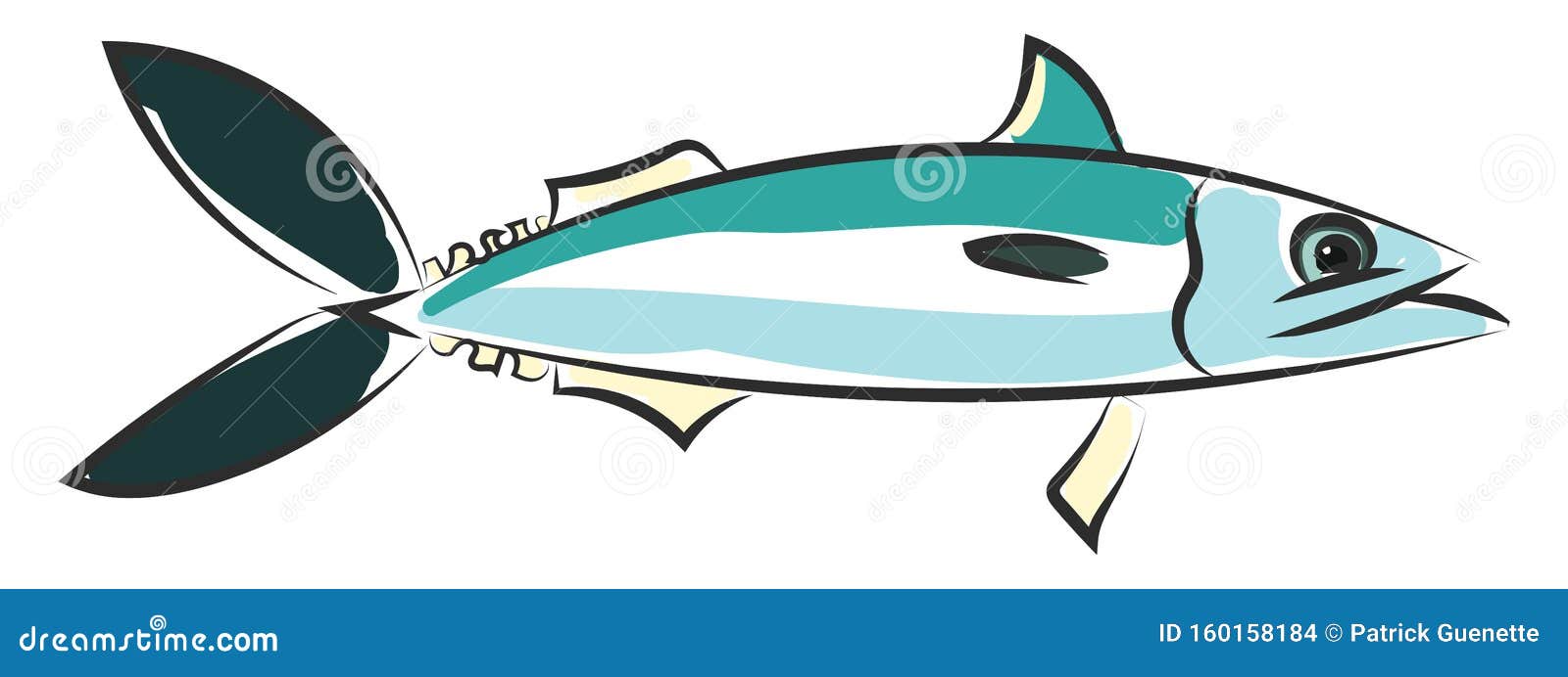 Drawing of the Mackerel Fish Vector or Color Illustration Stock Vector ...