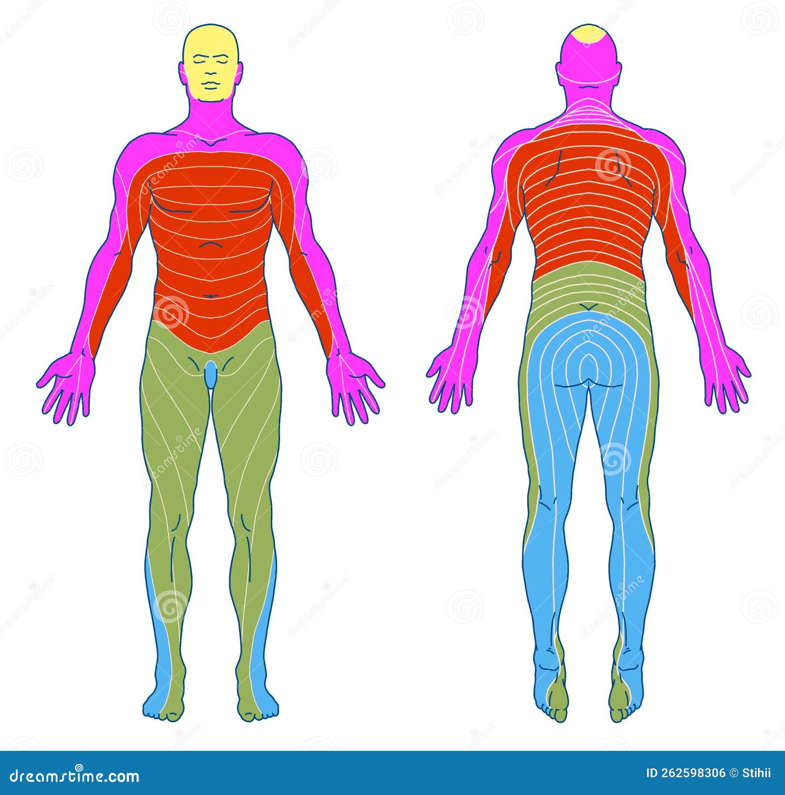 Dermatomes And Cutaneous Nerve Territories Anterior Posterior Stock Illustration Illustration