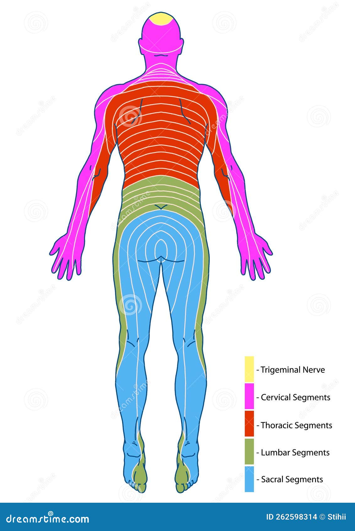 Board 2 Dermatomes And Cutaneous Nerve Territories Posterior Stock