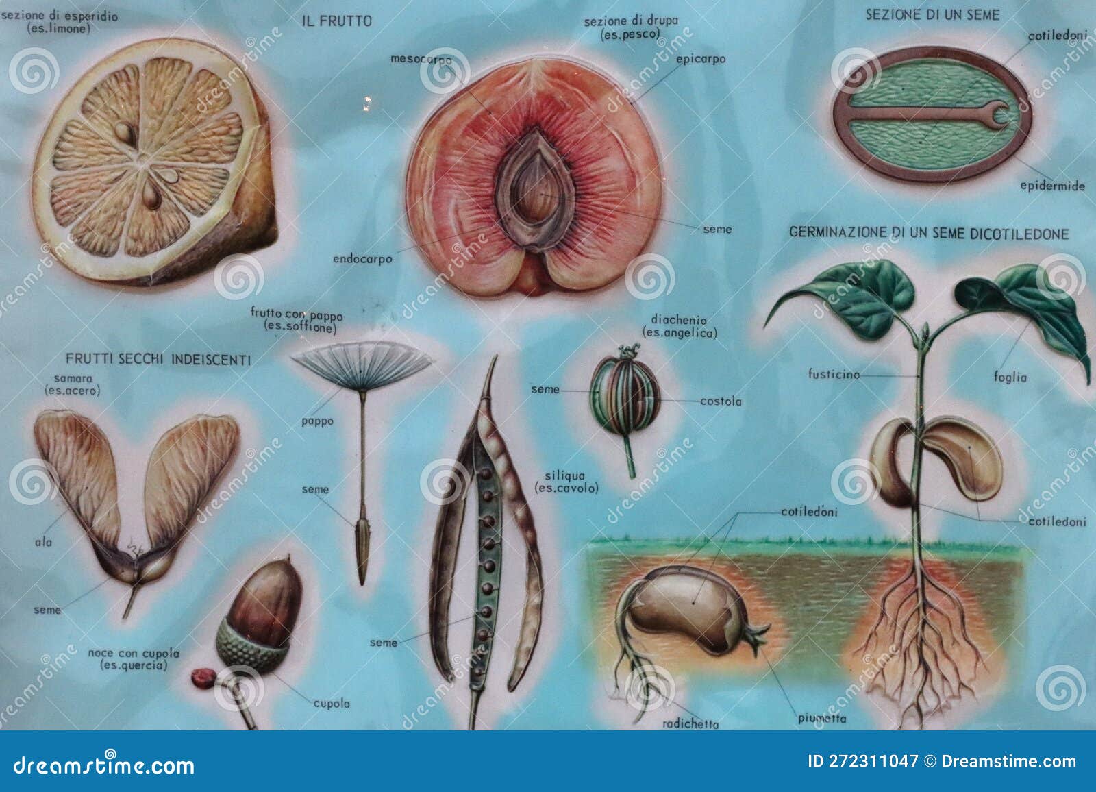 Drawing of natural seeds-- stock image. Image of save - 272311047