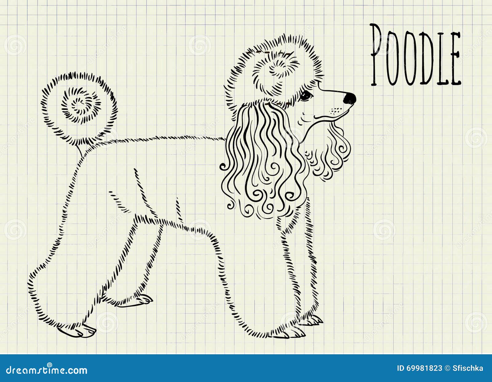 Drawing on Notebook Sheet Poodle Stock Vector - Illustration of outline ...