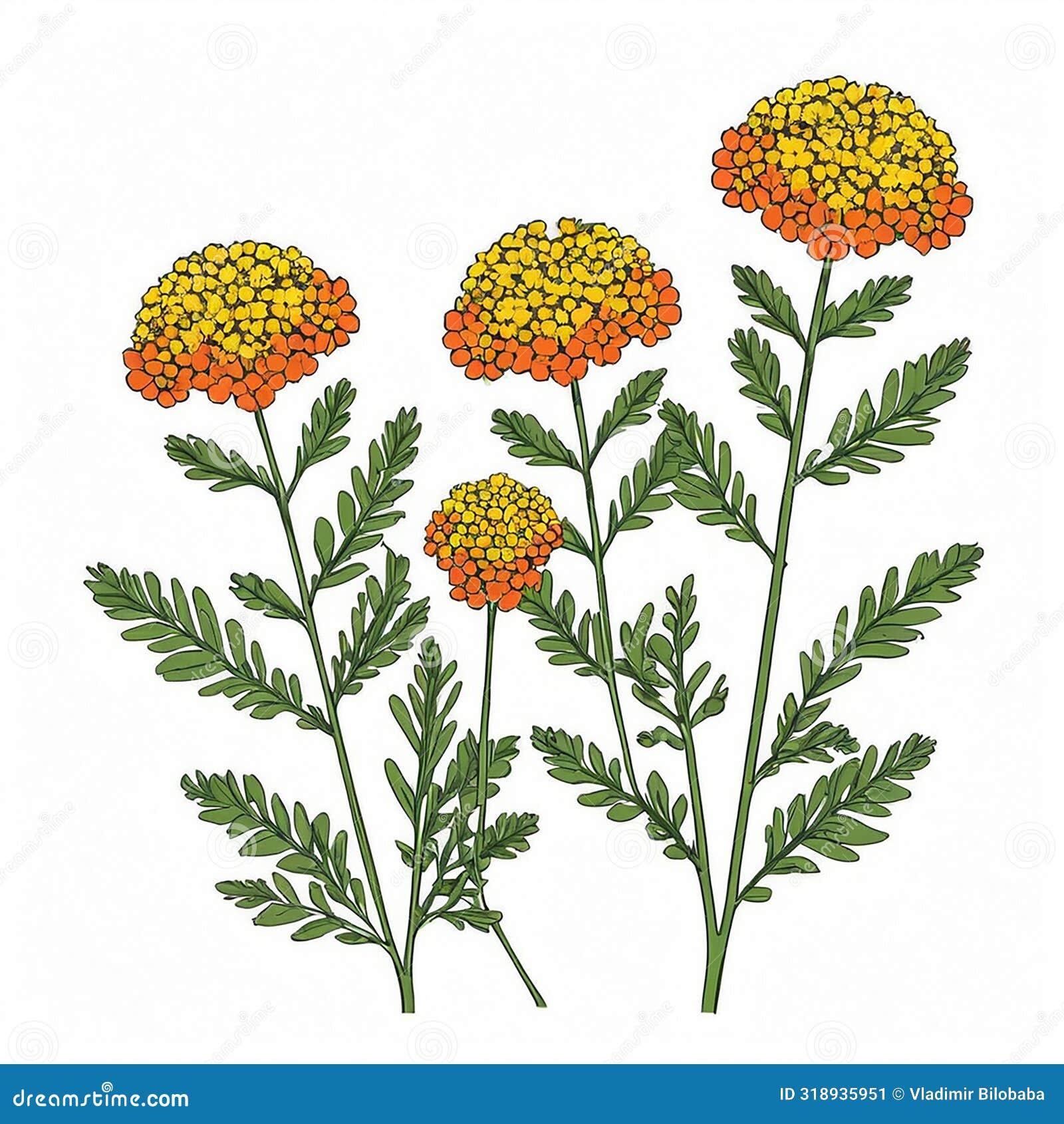 A Bunch of Flowers on White Background Stock Illustration ...