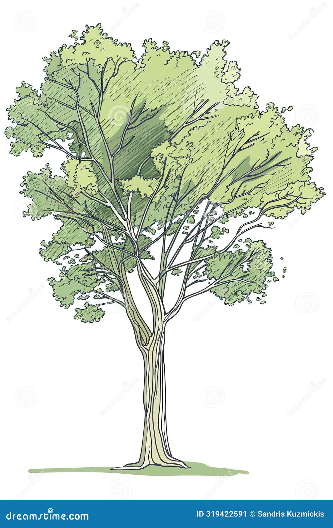 Drawing of an Old Sycamore Tree. Generative AI. Stock Illustration ...