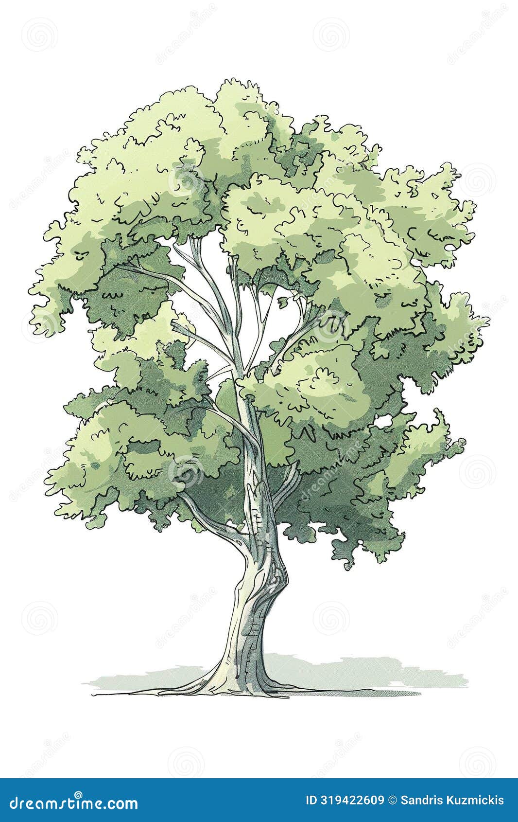 Drawing Of An Old Sycamore Tree. Generative AI. Stock Image ...