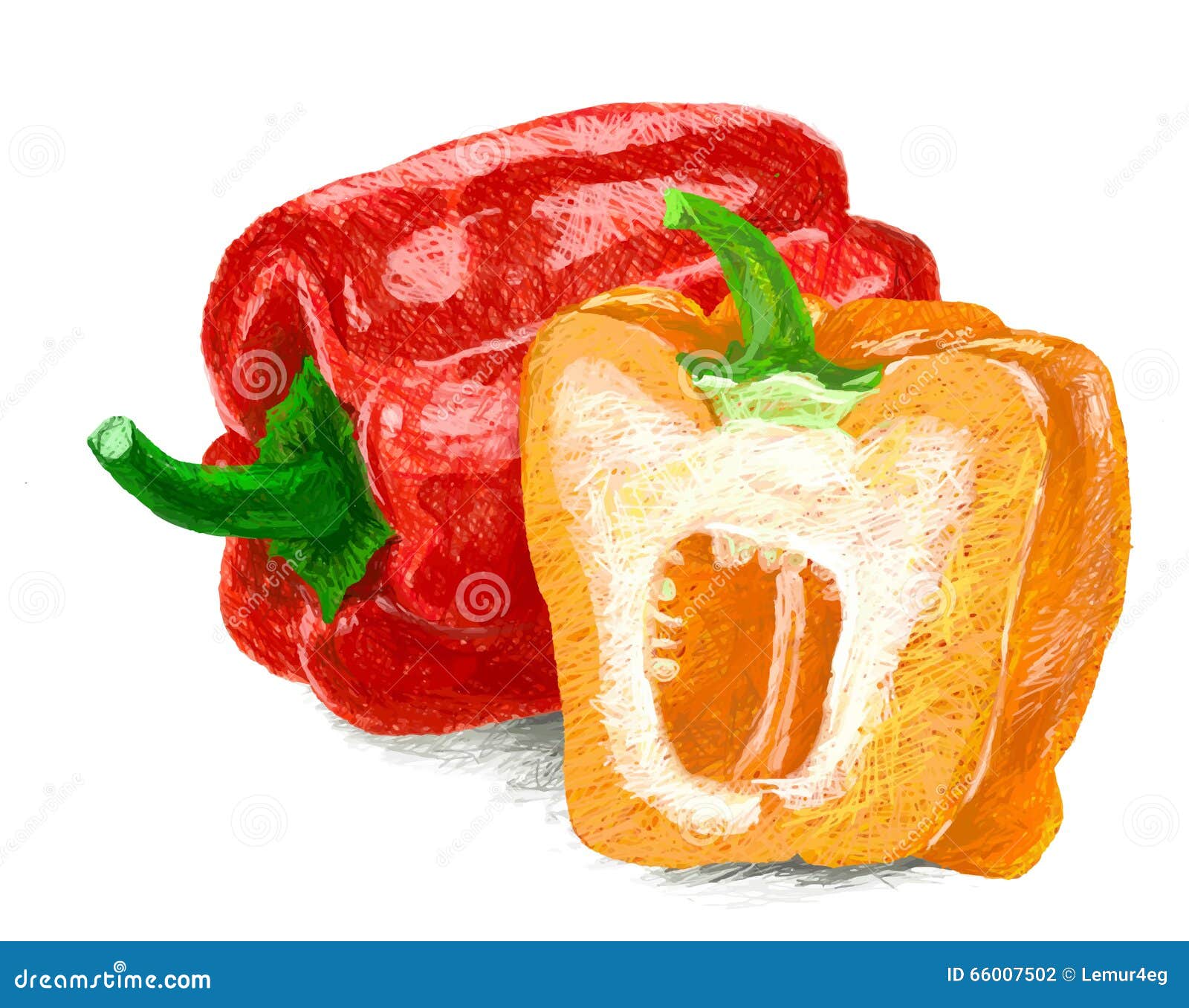 Drawing pepper with slice stock vector. Illustration of drawing - 66007502