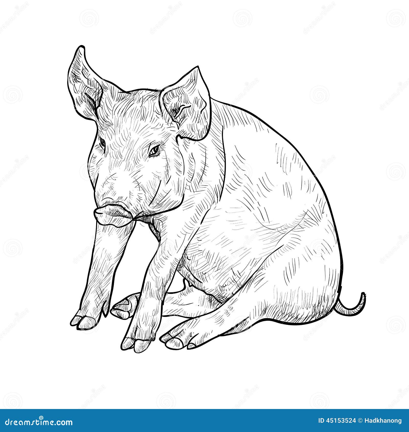 Drawing Of Pig Stock Vector - Image: 45153524