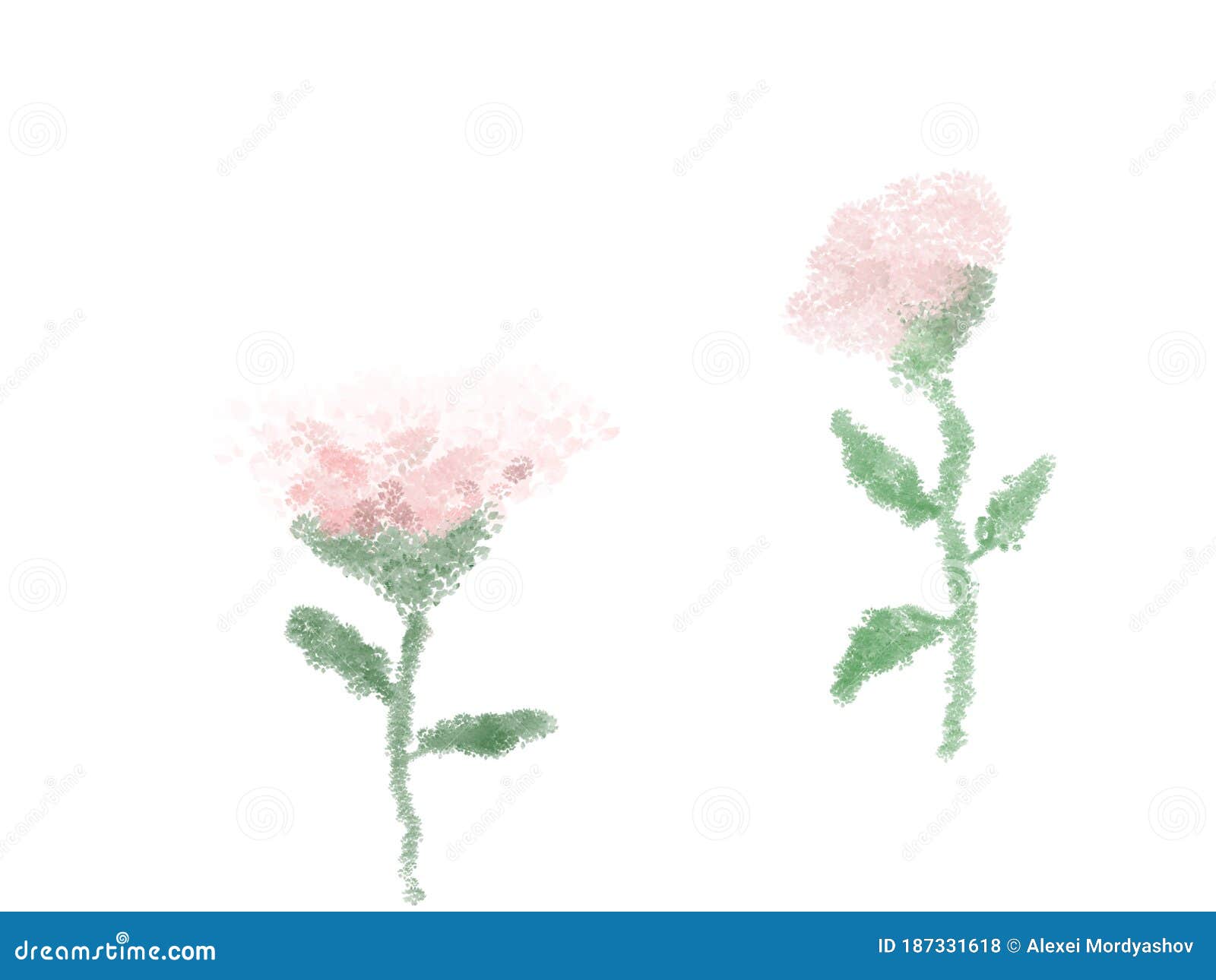 Pink Allamanda Flower Hand Drawn Isolated On White Stock Photography ...