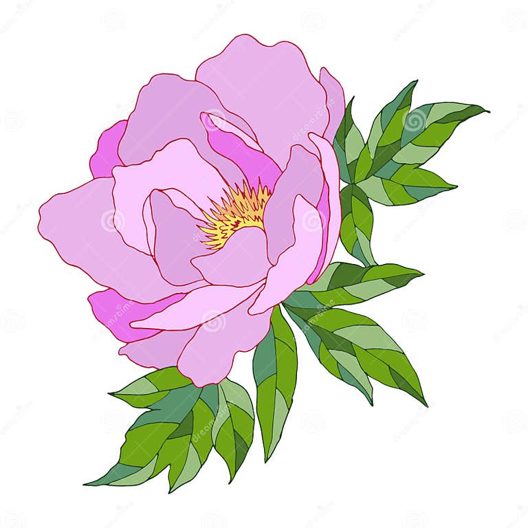 1518 Blooming, Drawing of Pion with Leaves, Isolate on a White ...