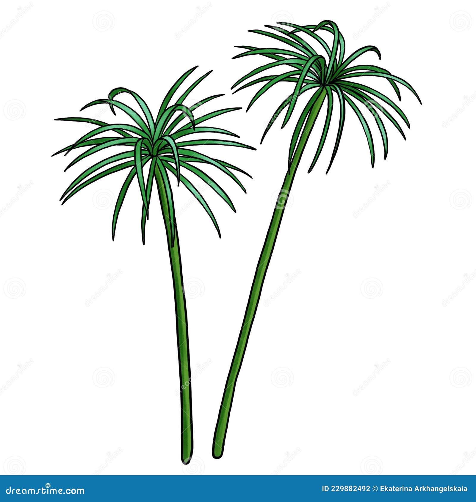 Drawing Plant of Papyrus Isolated at White Background Stock ...