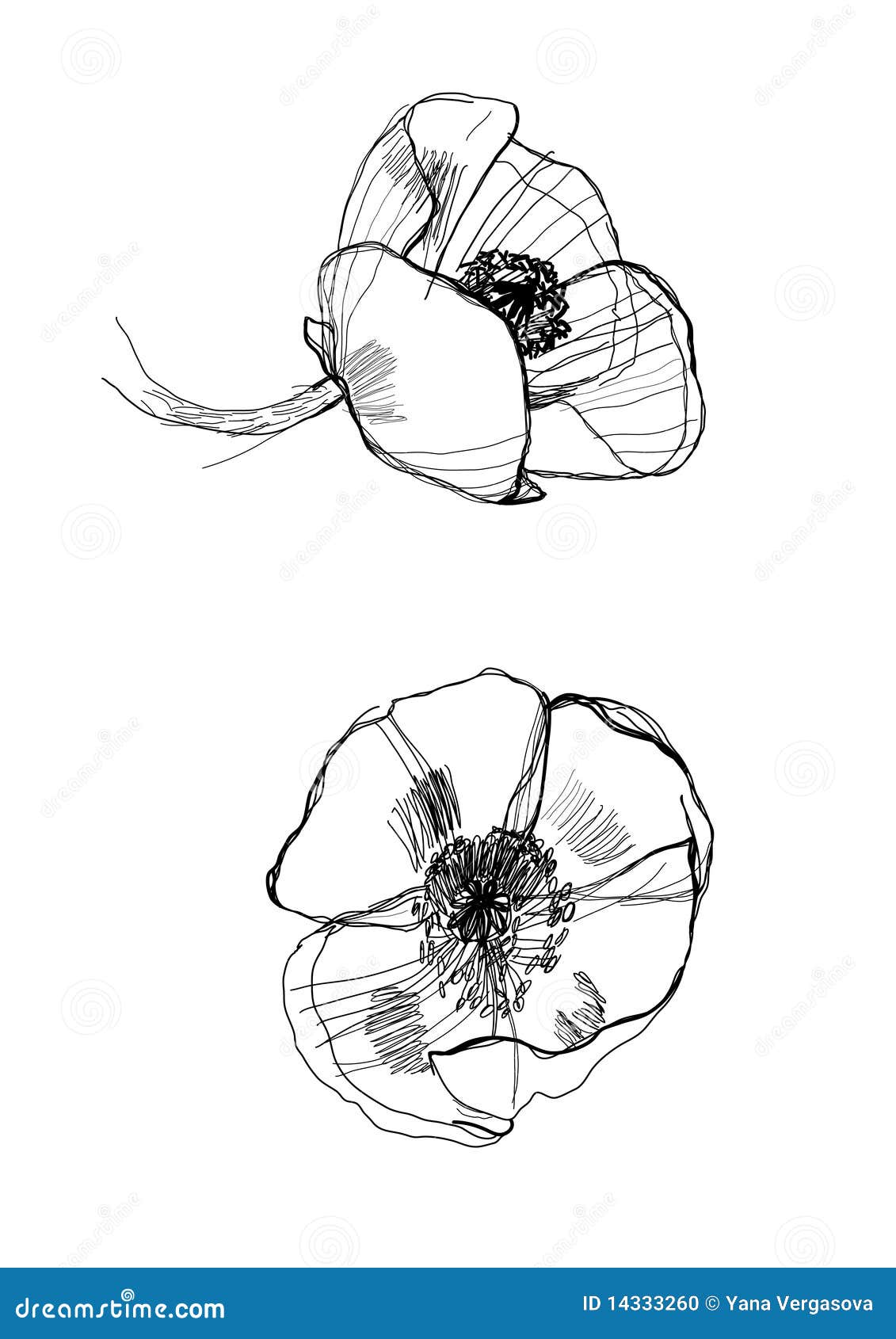 Drawing poppy stock vector. Illustration of monochrome - 14333260