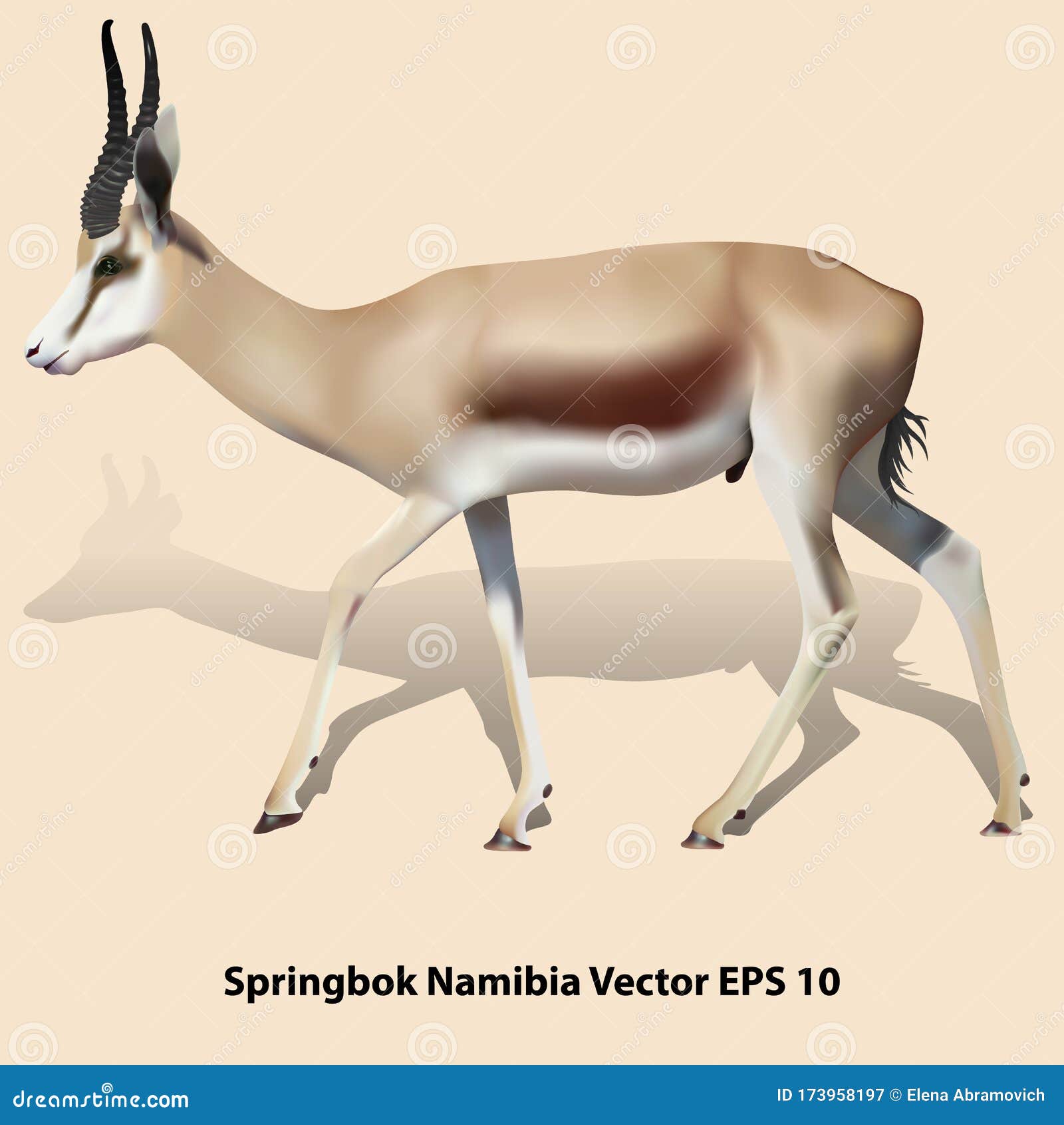 Drawing Realistic Springbok with Shadow on a Beige Background, Isolated ...