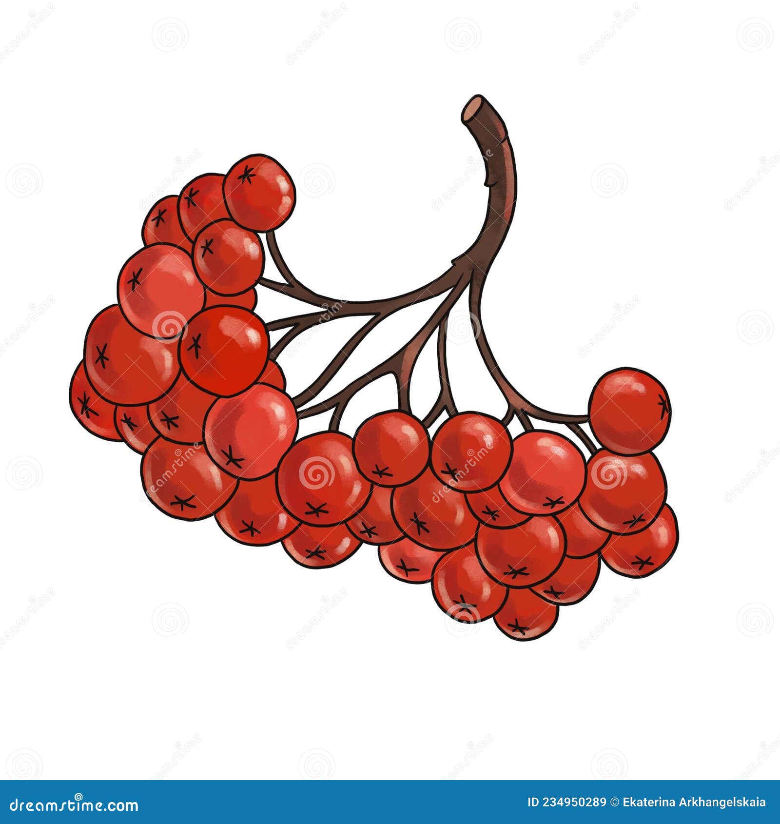 Drawing Red Berries of Rowan Tree Stock Illustration - Illustration of ...