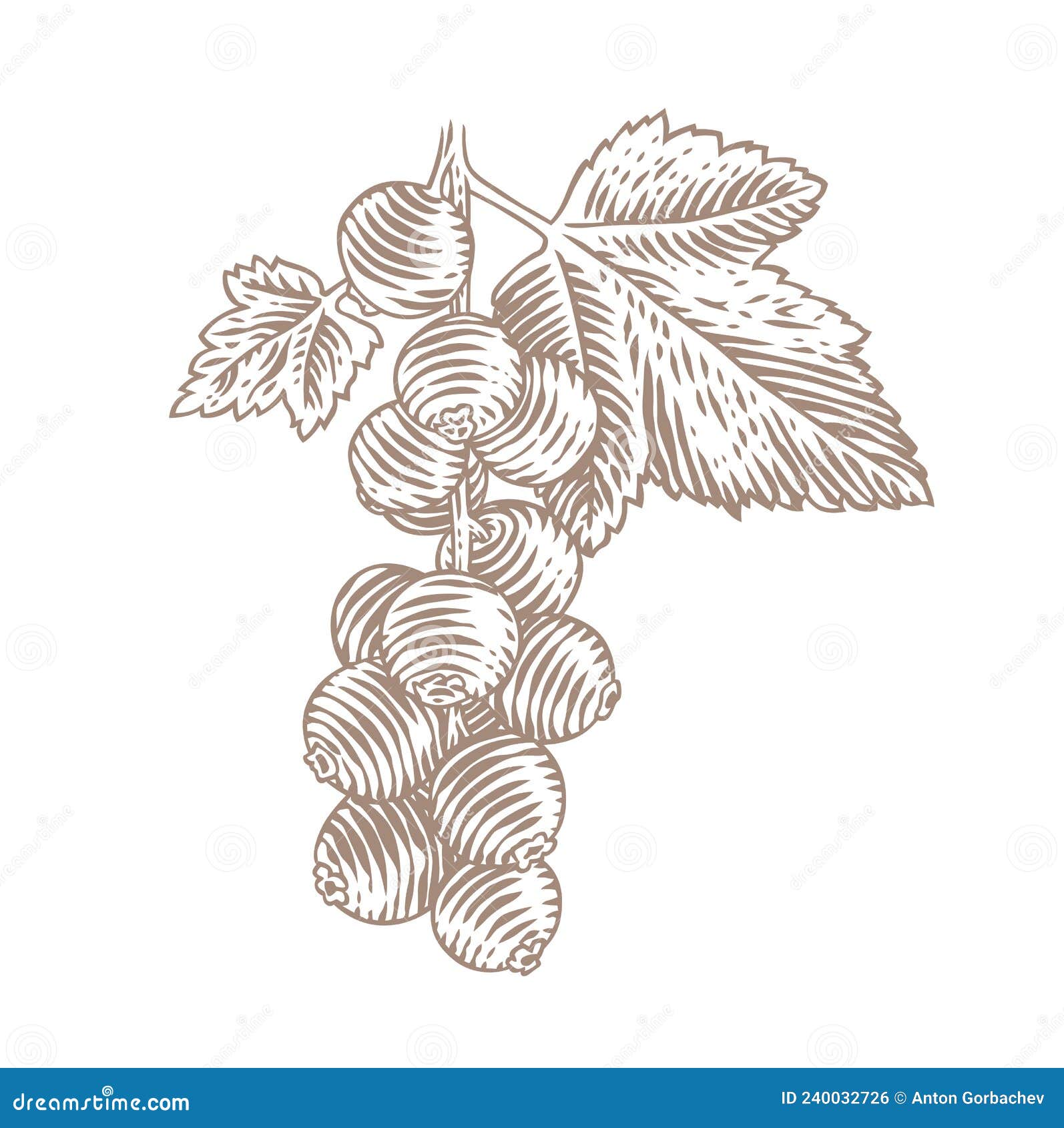 Drawing of red currant stock vector. Illustration of currant - 240032726