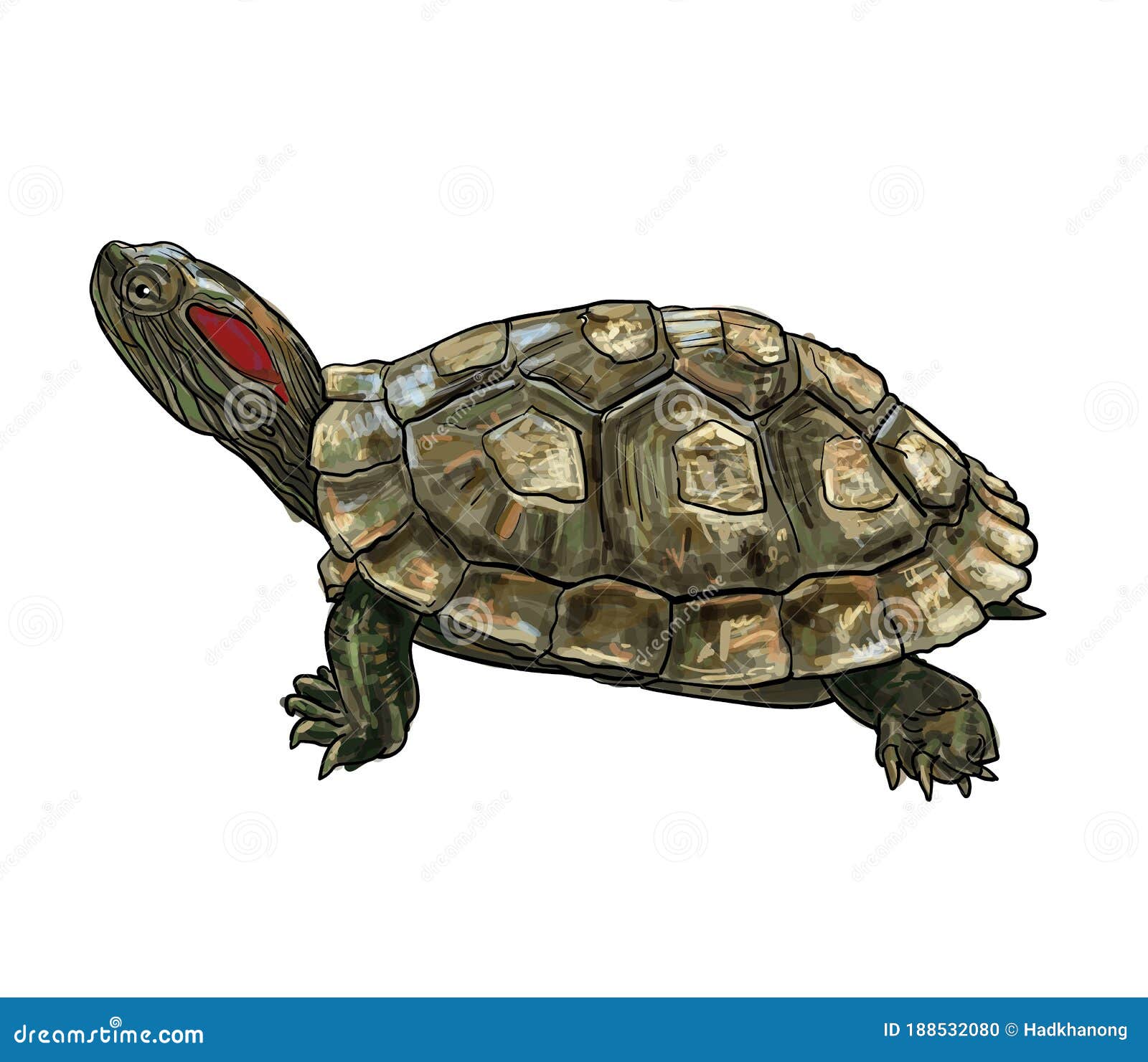 Trachemys Scripta Elegans Red-eared Slider, Red-eared Terrapin, Water ...
