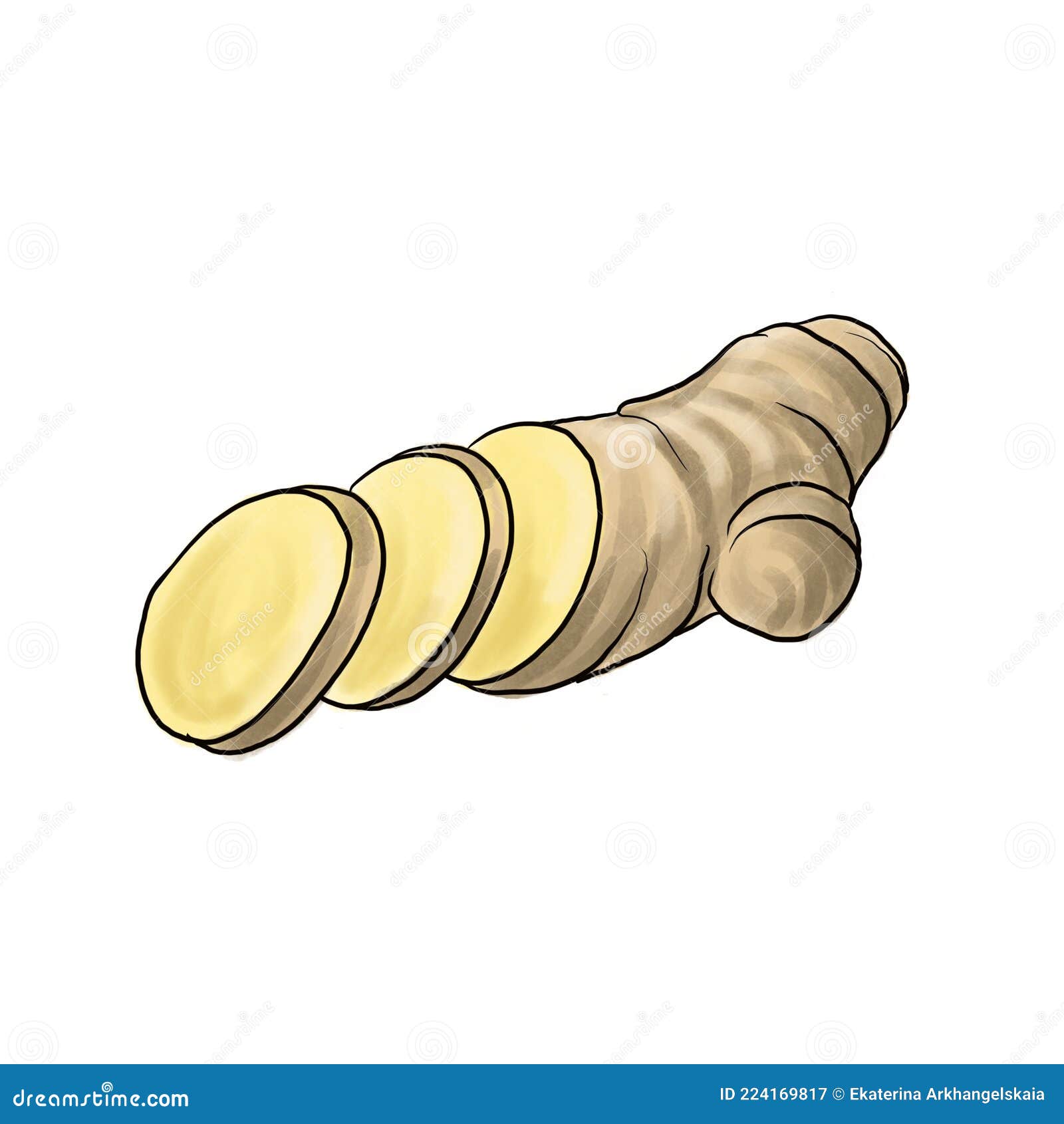 Drawing root of ginger stock illustration. Illustration of nature ...