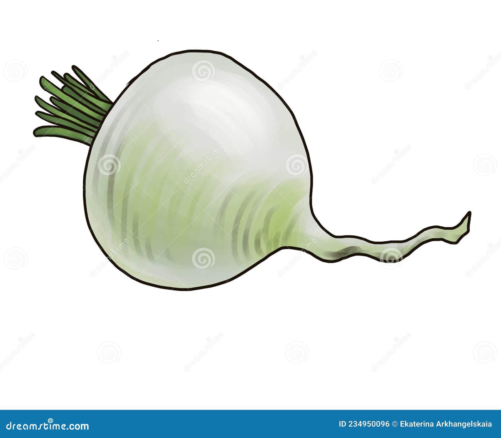 Drawing Root Vector In Black And White | CartoonDealer.com #75578243