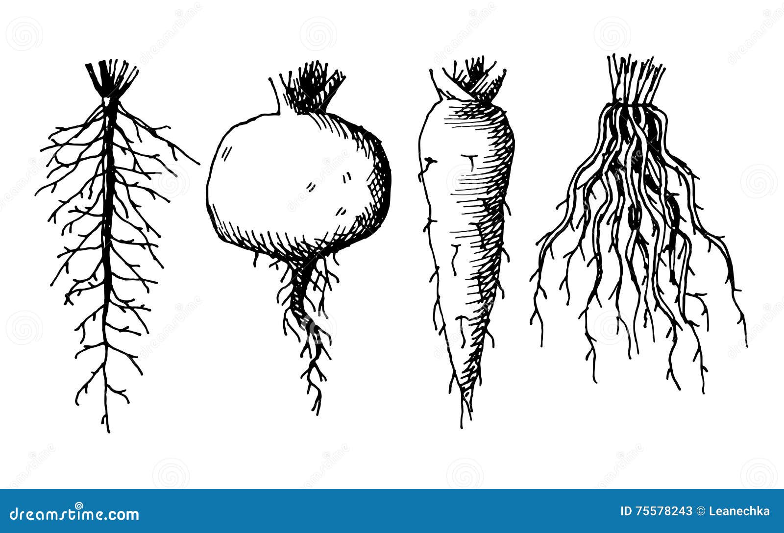 Drawing Root Vector in Black and White Stock Vector - Illustration of ...