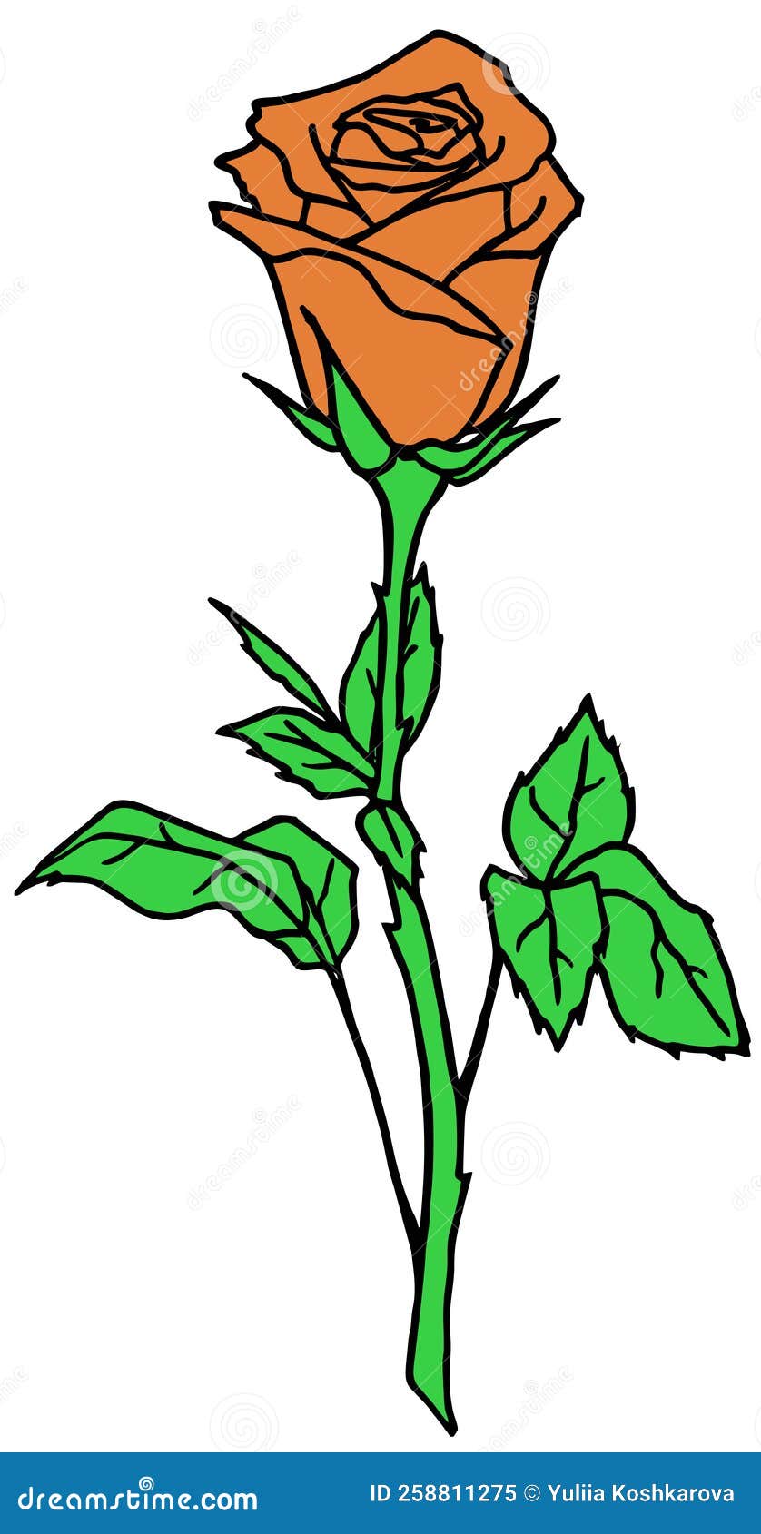 Drawing Rose Branch with Orange Flower and Leaves, Isolated Element ...