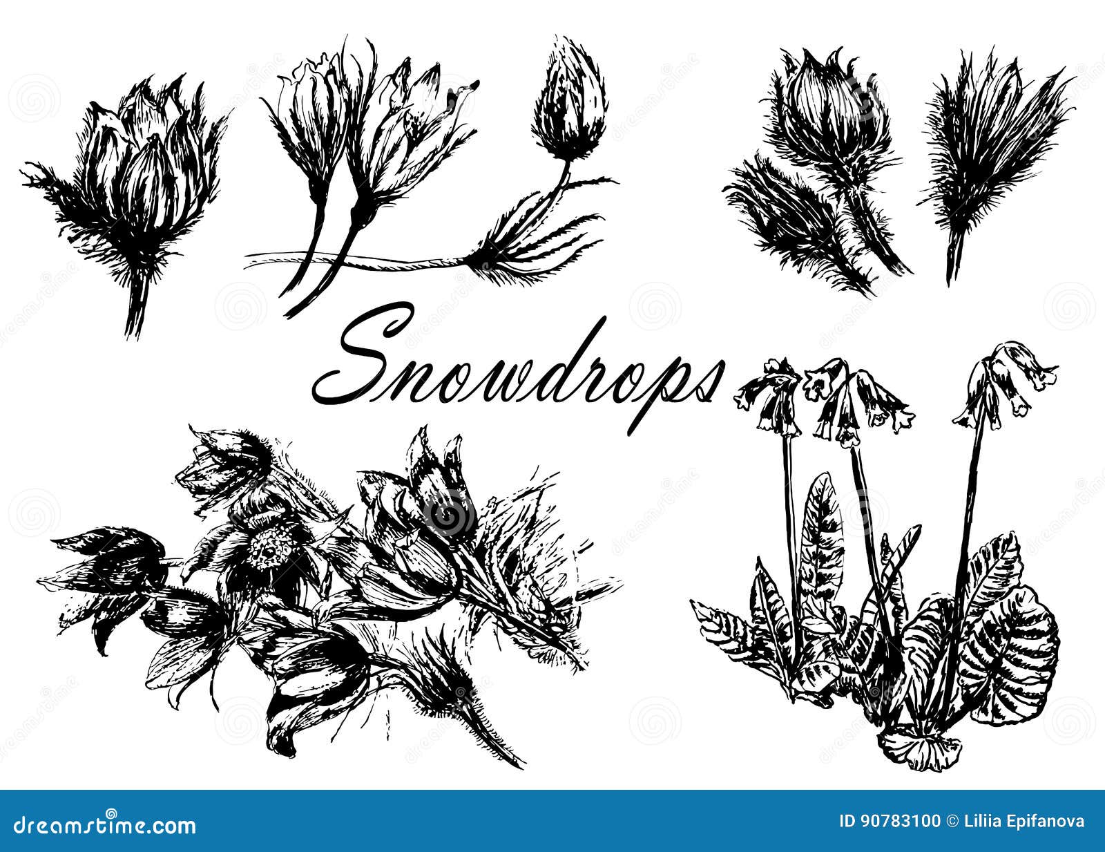 Drawing Set Collection of Forest Primroses, First Spring Flowers Sketch ...