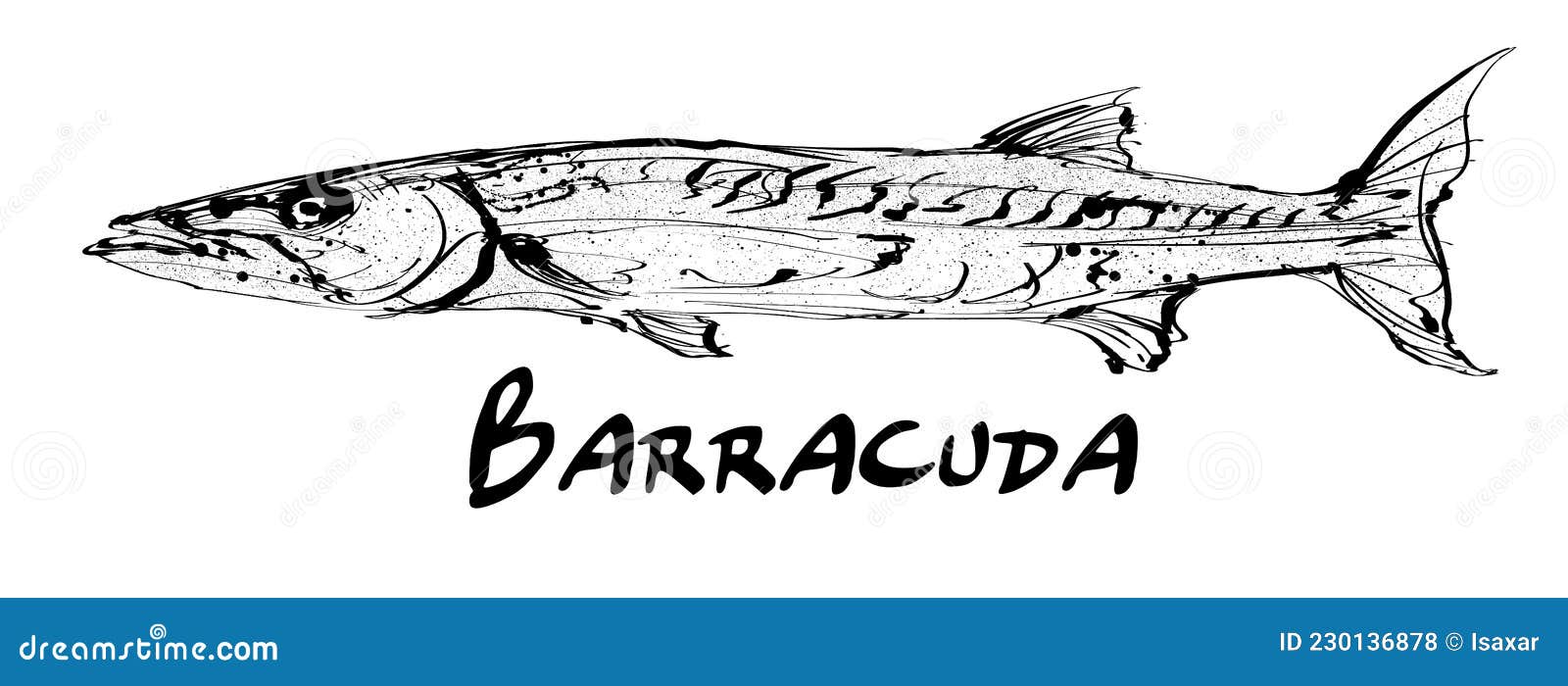 Barracuda Fish Vector Illustration Transparent Background Royalty-Free ...