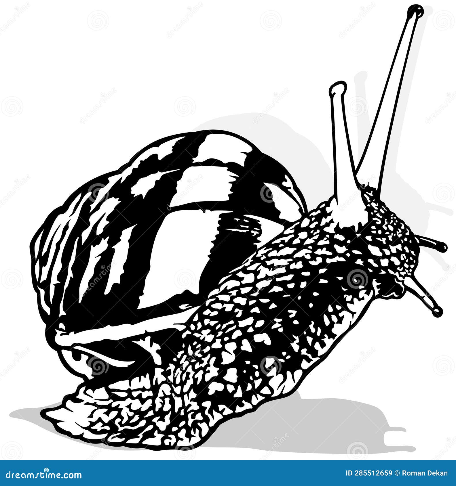 Drawing of a Snail with a Snail Shell Stock Vector - Illustration of ...