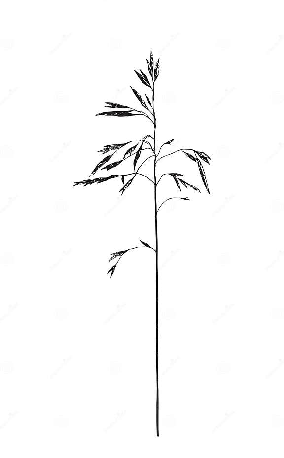 Drawing of Spikelet. Vector Illustration Stock Vector - Illustration of ...