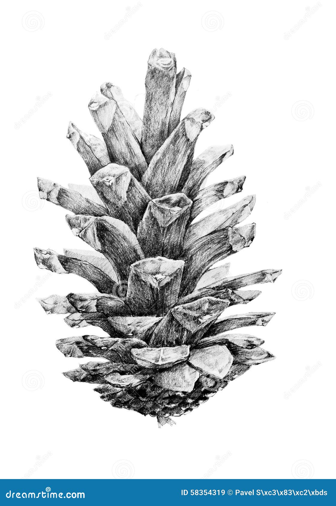 Easy Pine Cone Drawing