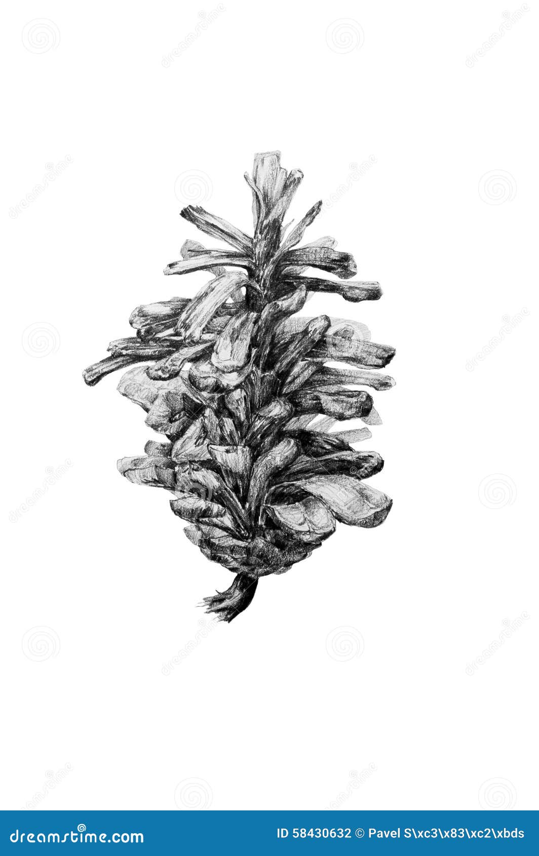 Pine Cone Pen Drawing