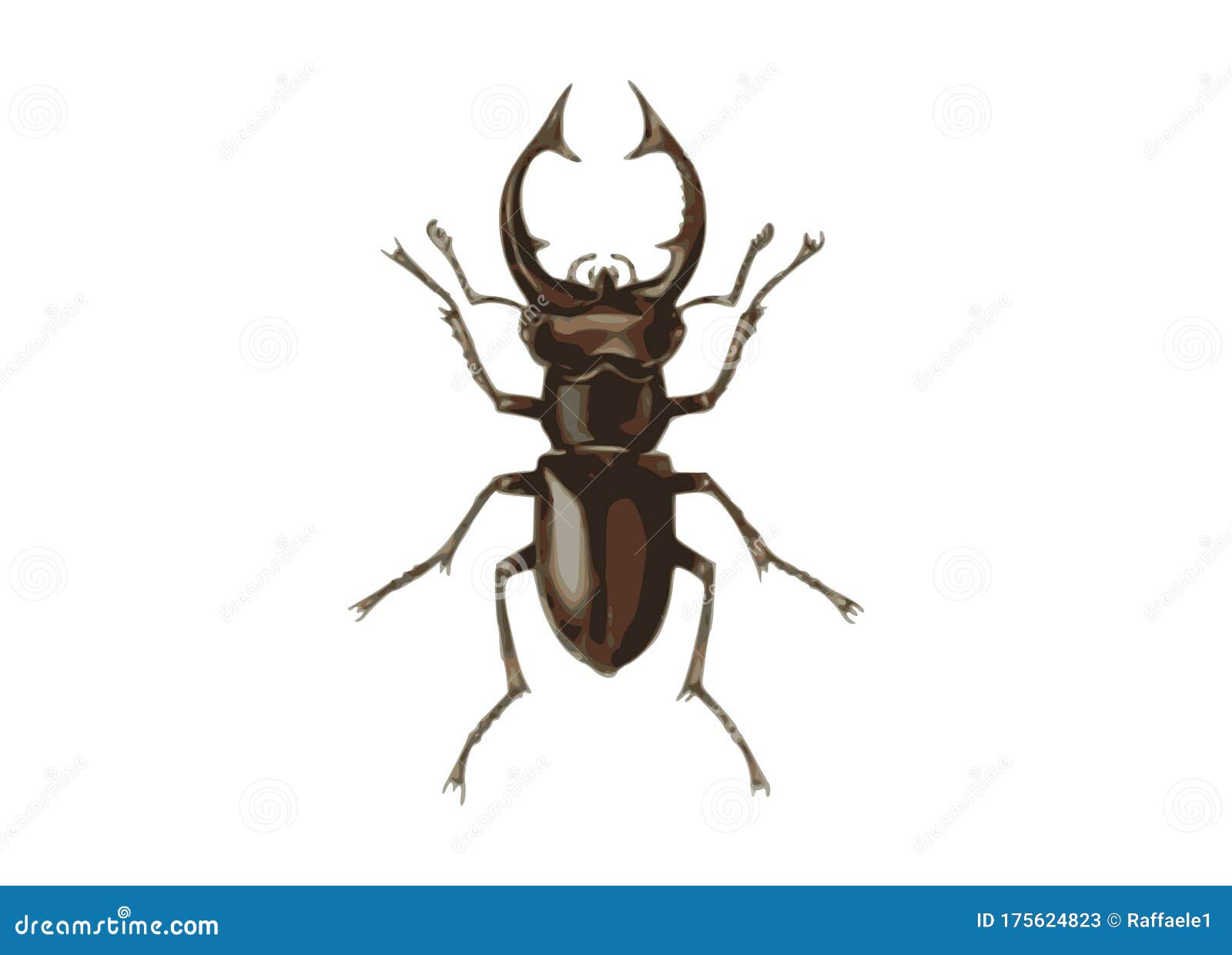 Drawing Of Stag Beetle With A White Background Stock Illustration ...
