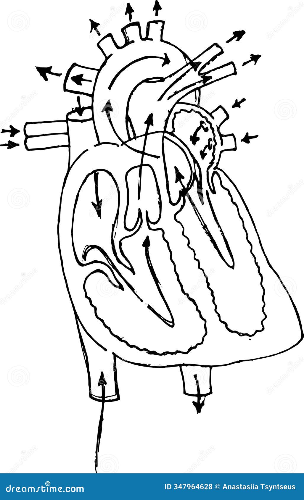 Structure Of The Heart Valves Anatomy. Mitral Valve, Pulmonary Valve ...