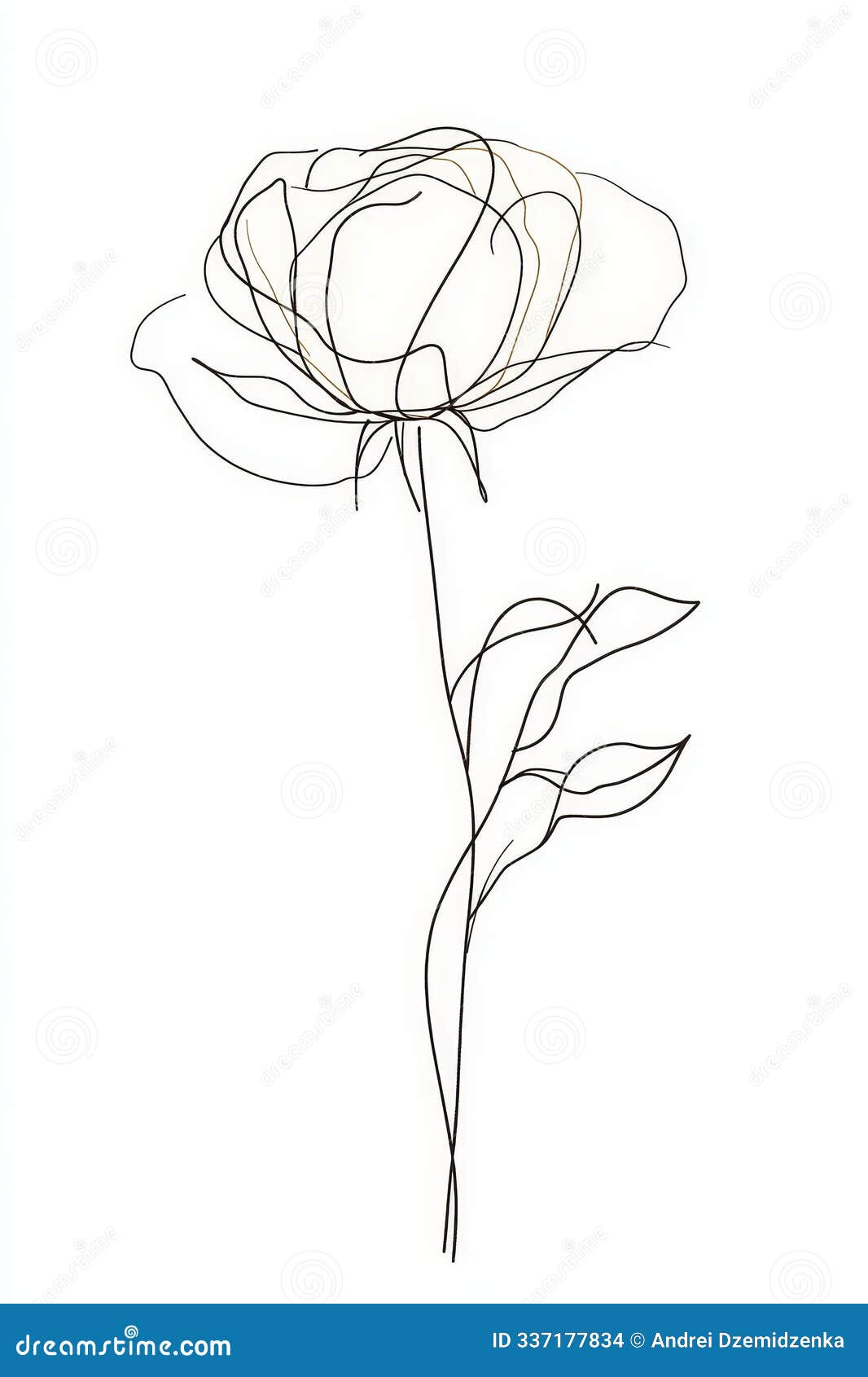 Drawing Style of Black Linear Rose Flower Isolated on White Background ...